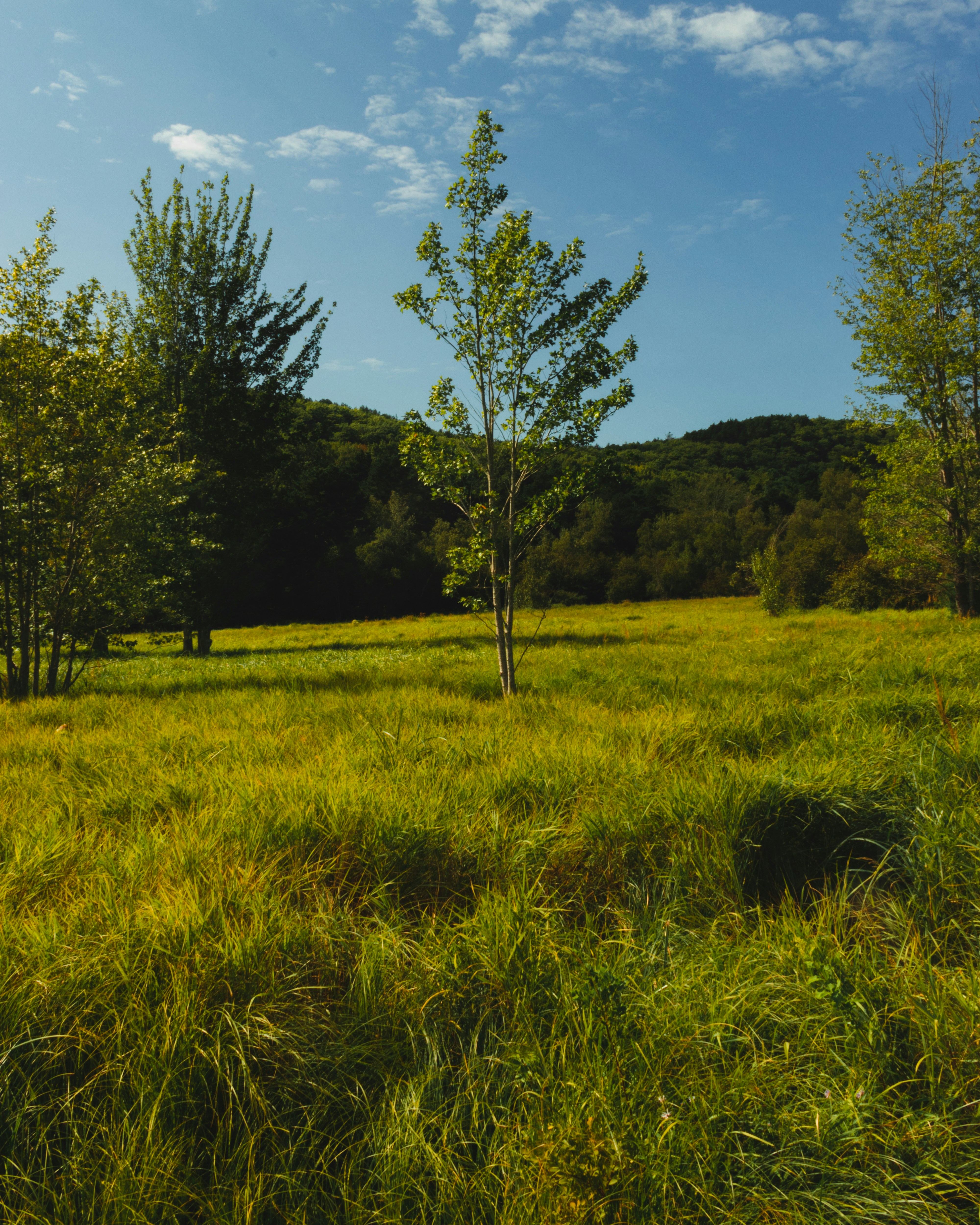 Green leafed tree under blue sky photo – Free Field Image on Unsplash