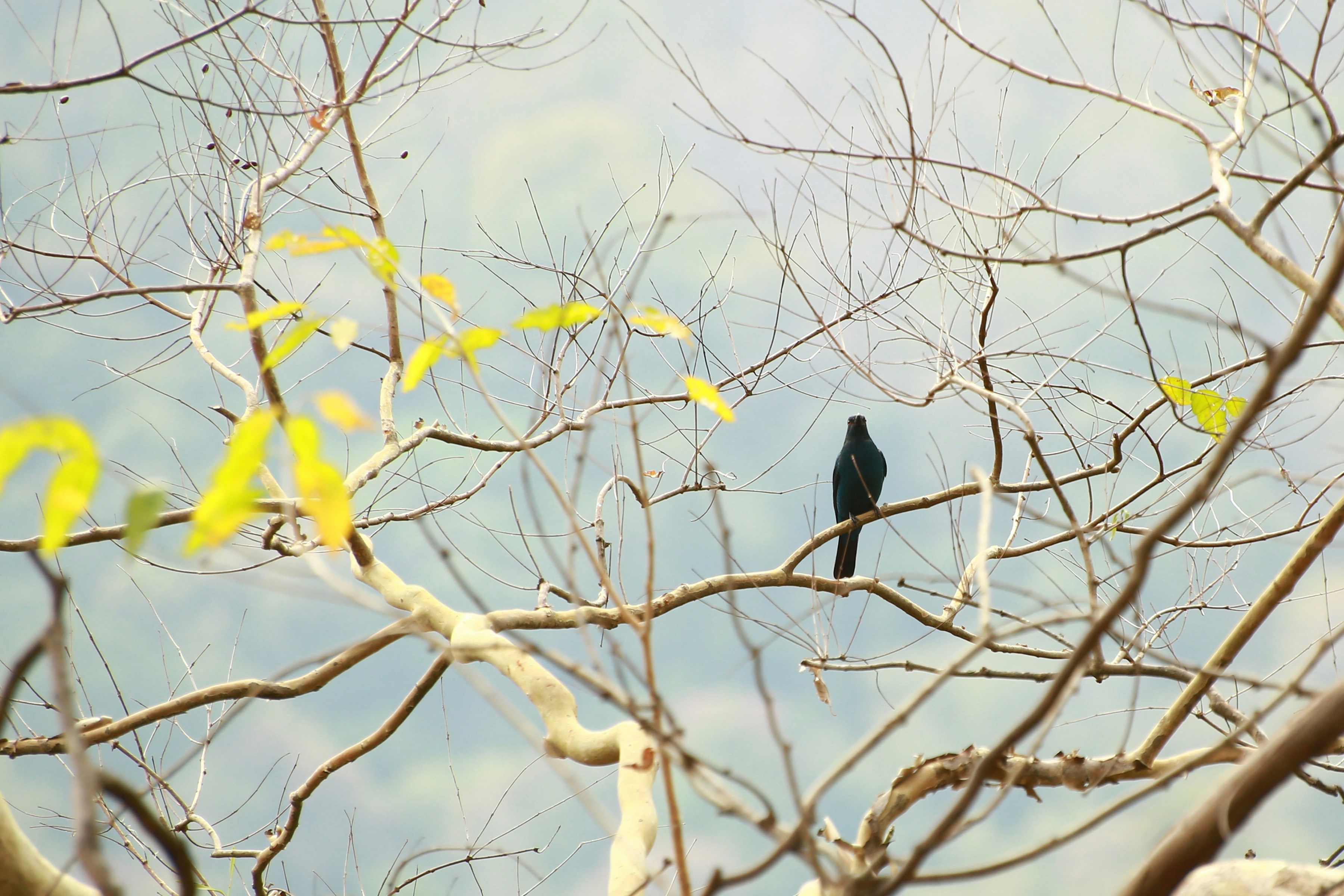Lone Black Bird Perched Amid Winter Branches Against Soft Sky