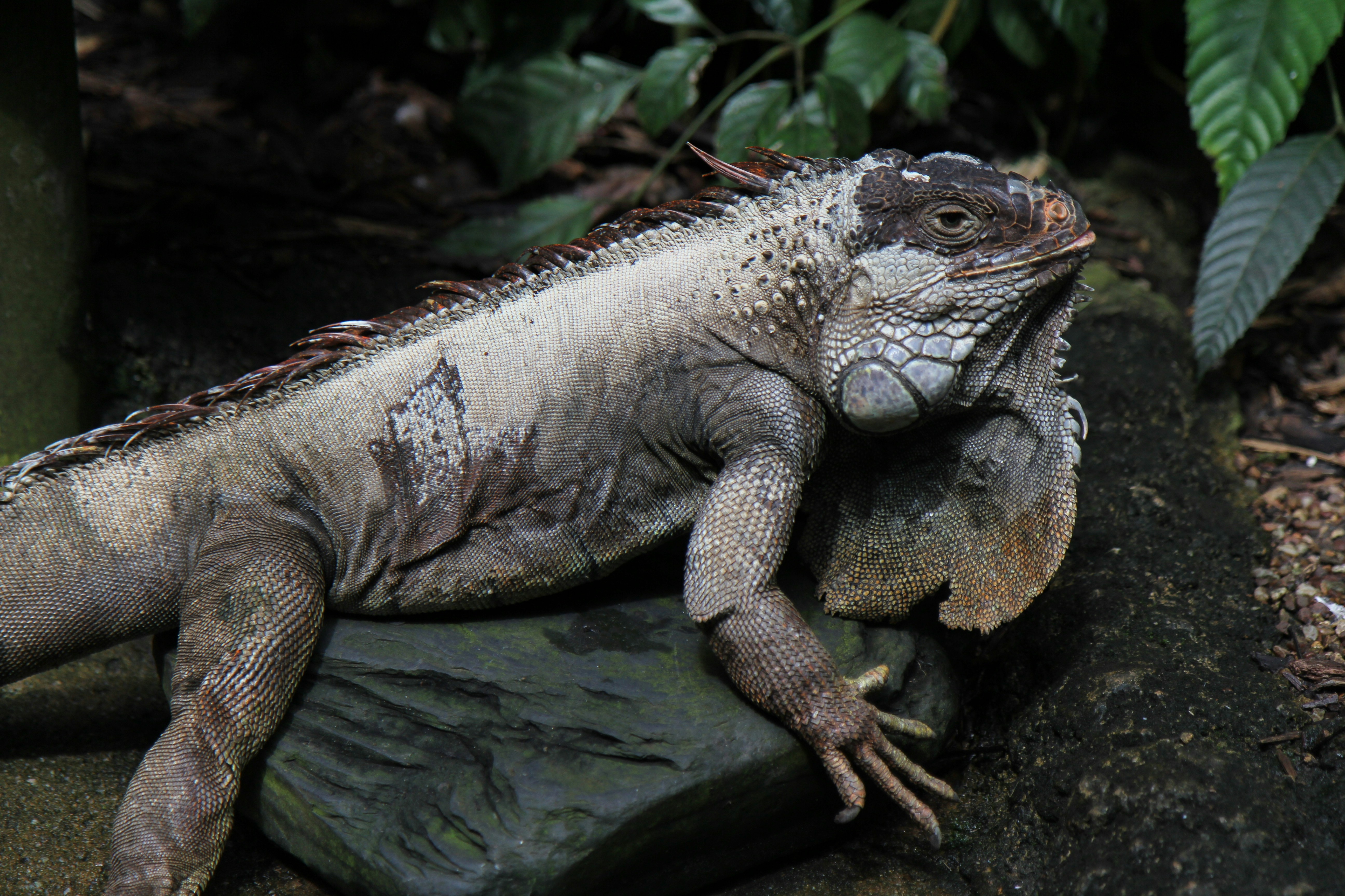 A majestic iguana resting on a moss-covered rock amidst lush greenery, showcasing its textured skin and calm demeanor.