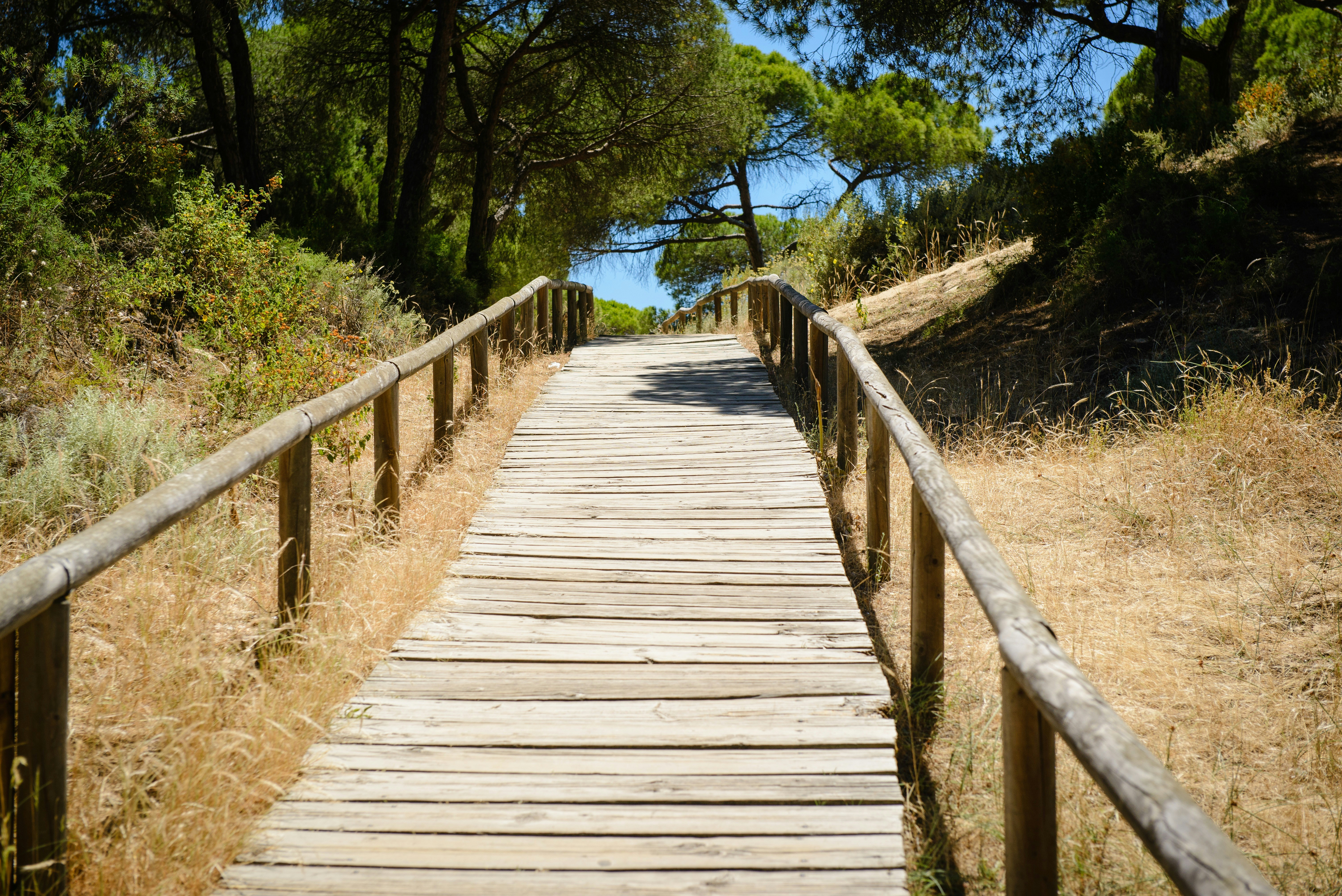 Wooden pathway winding through a sunlit landscape, bordered by lush greenery and golden grass. A serene invitation to explore the tranquility of nature.