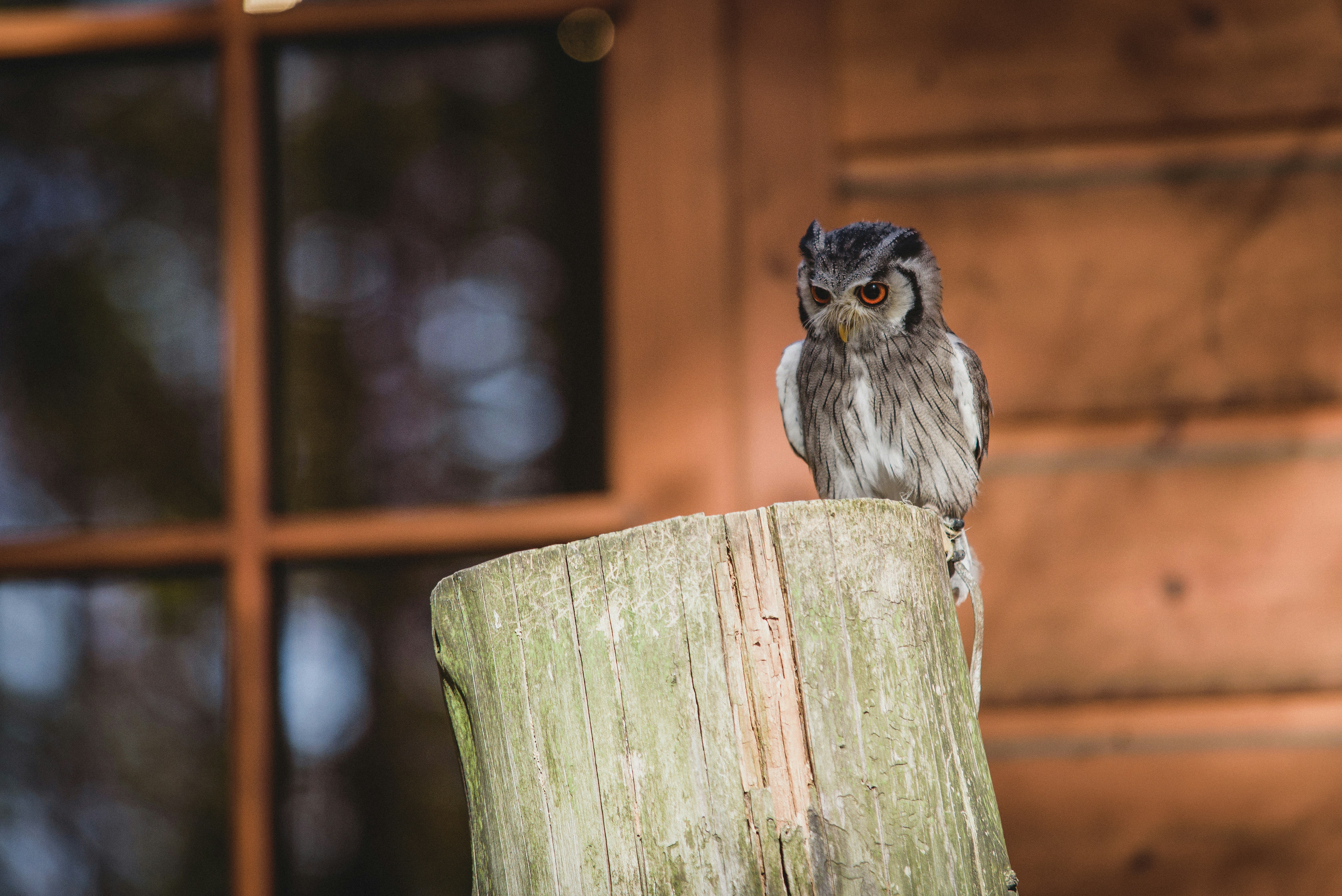 gray and black owl on brown wood plank