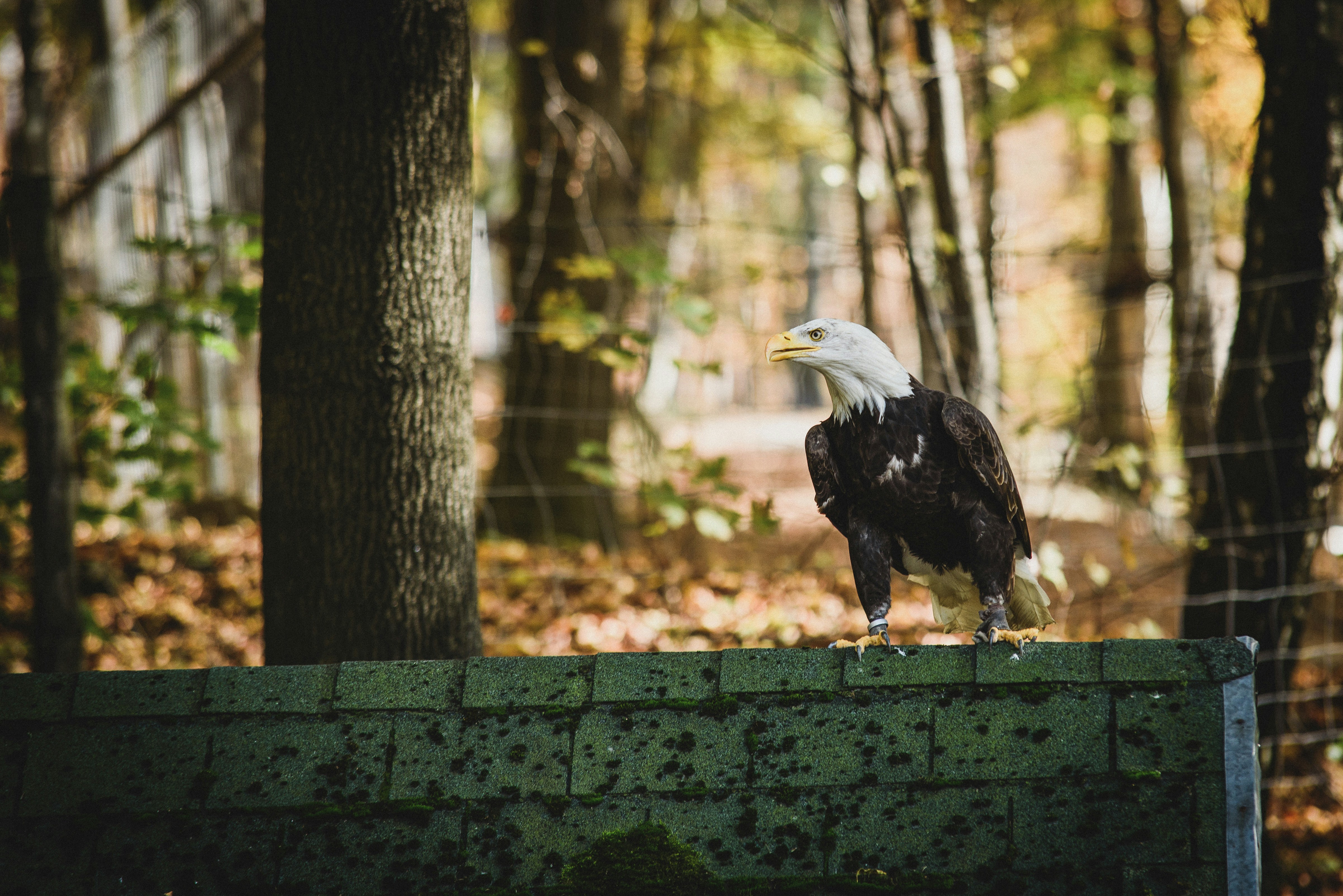 Majestic Sentinel of the Forest