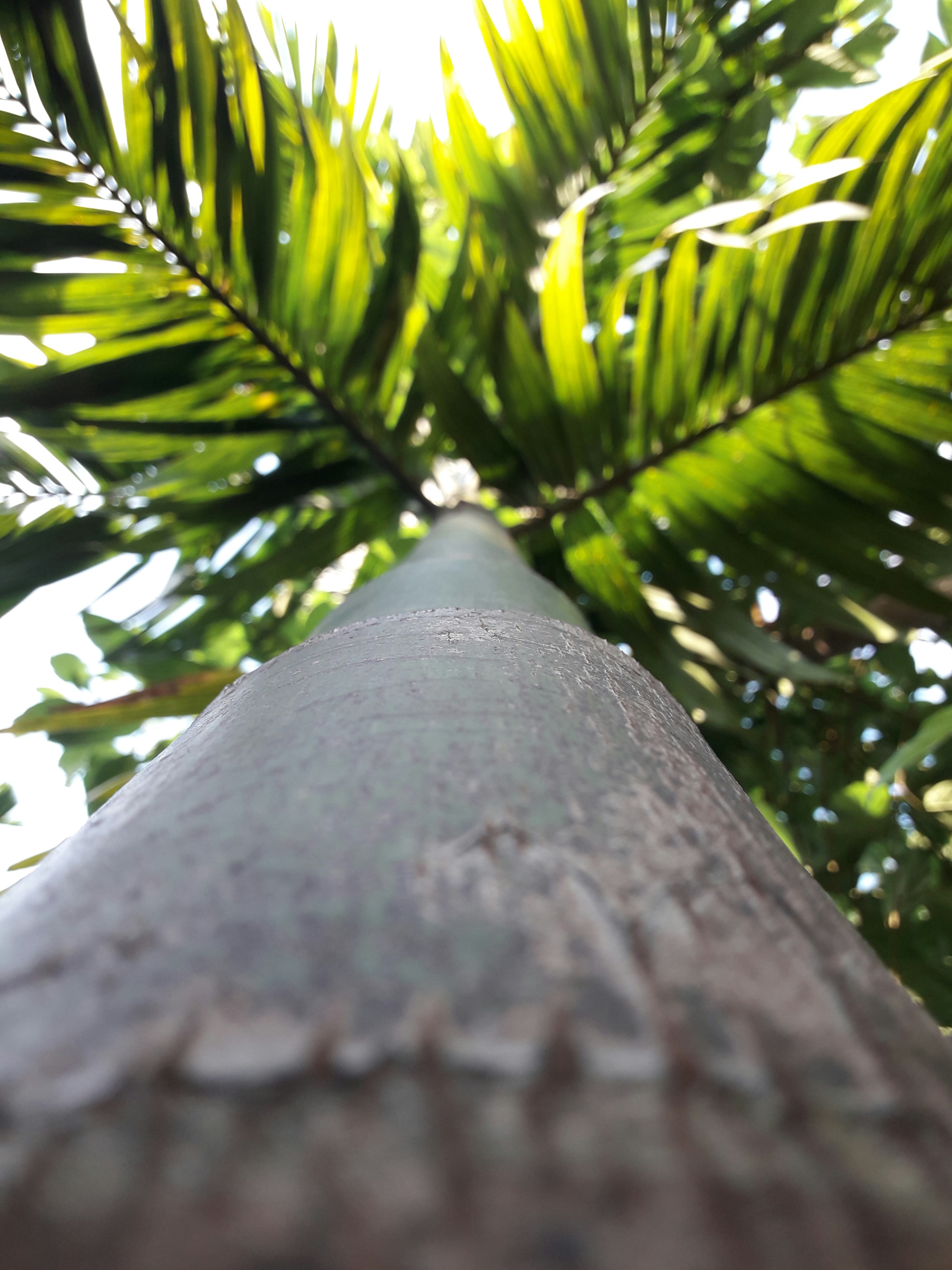 Palm Trunk Ascension: A Ground-Up Portrait of Urban Nature