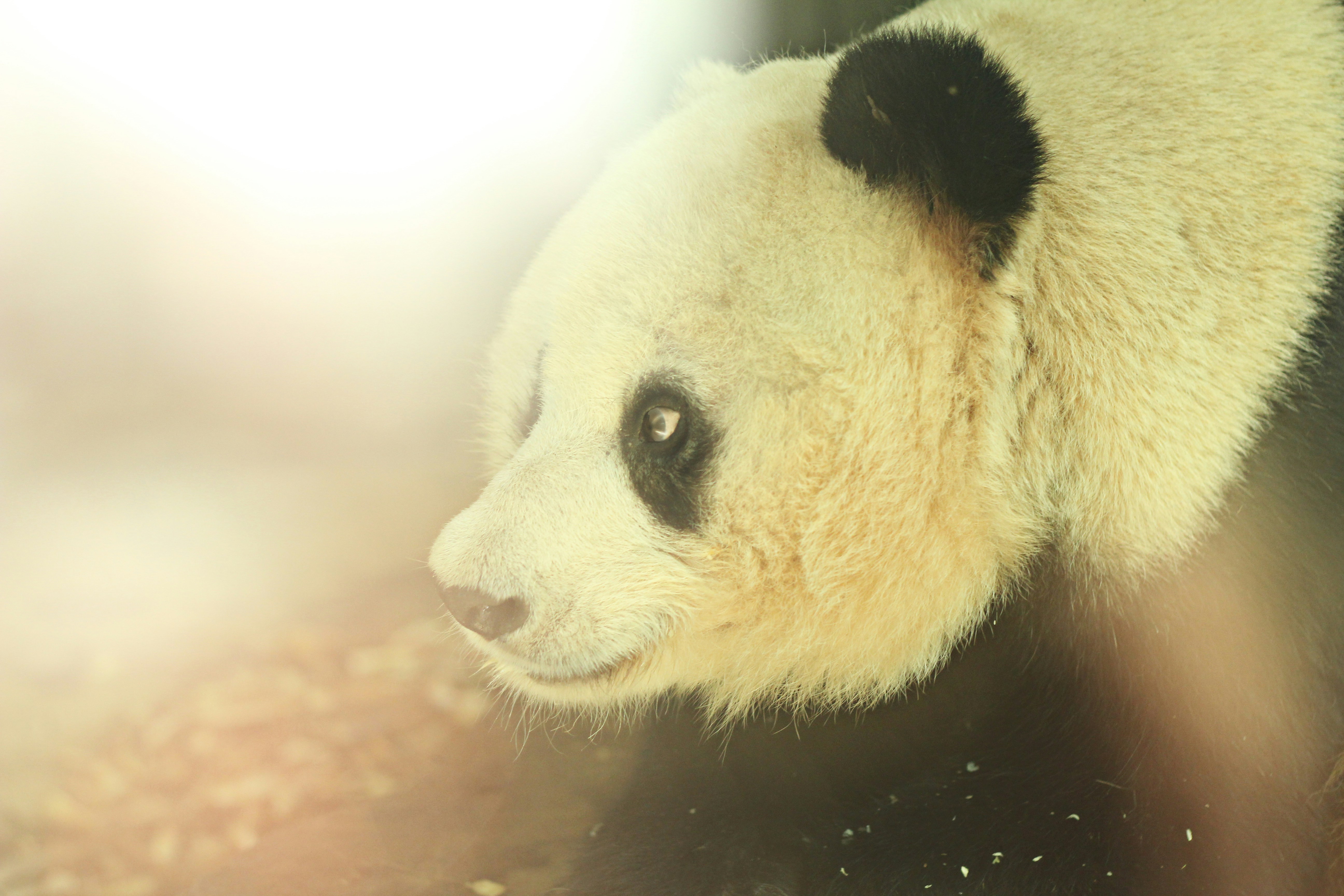 Amber Backlight Highlights a Panda's Quiet Curiosity