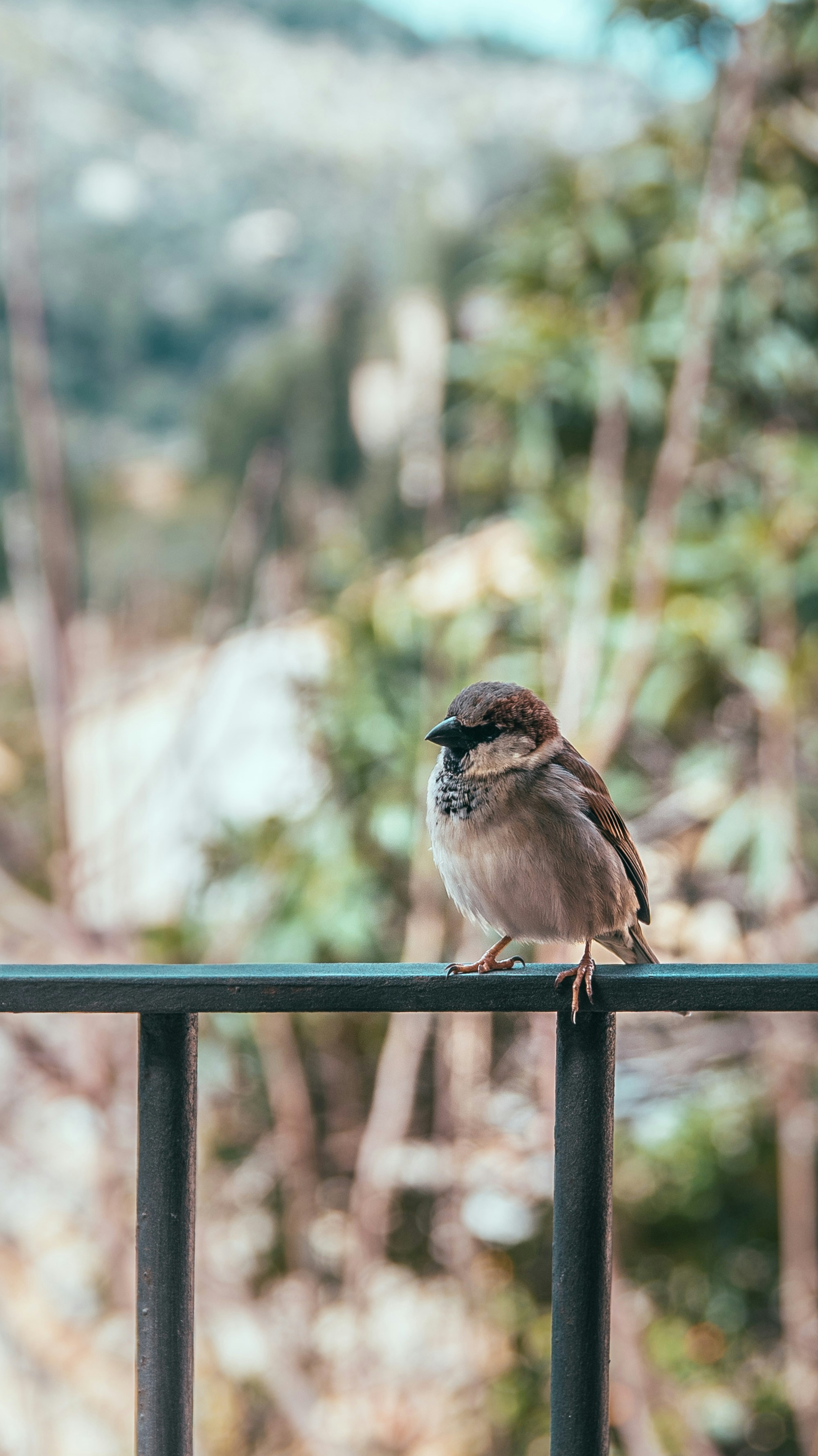 Perched on a Rail: A Warbler at Close Range