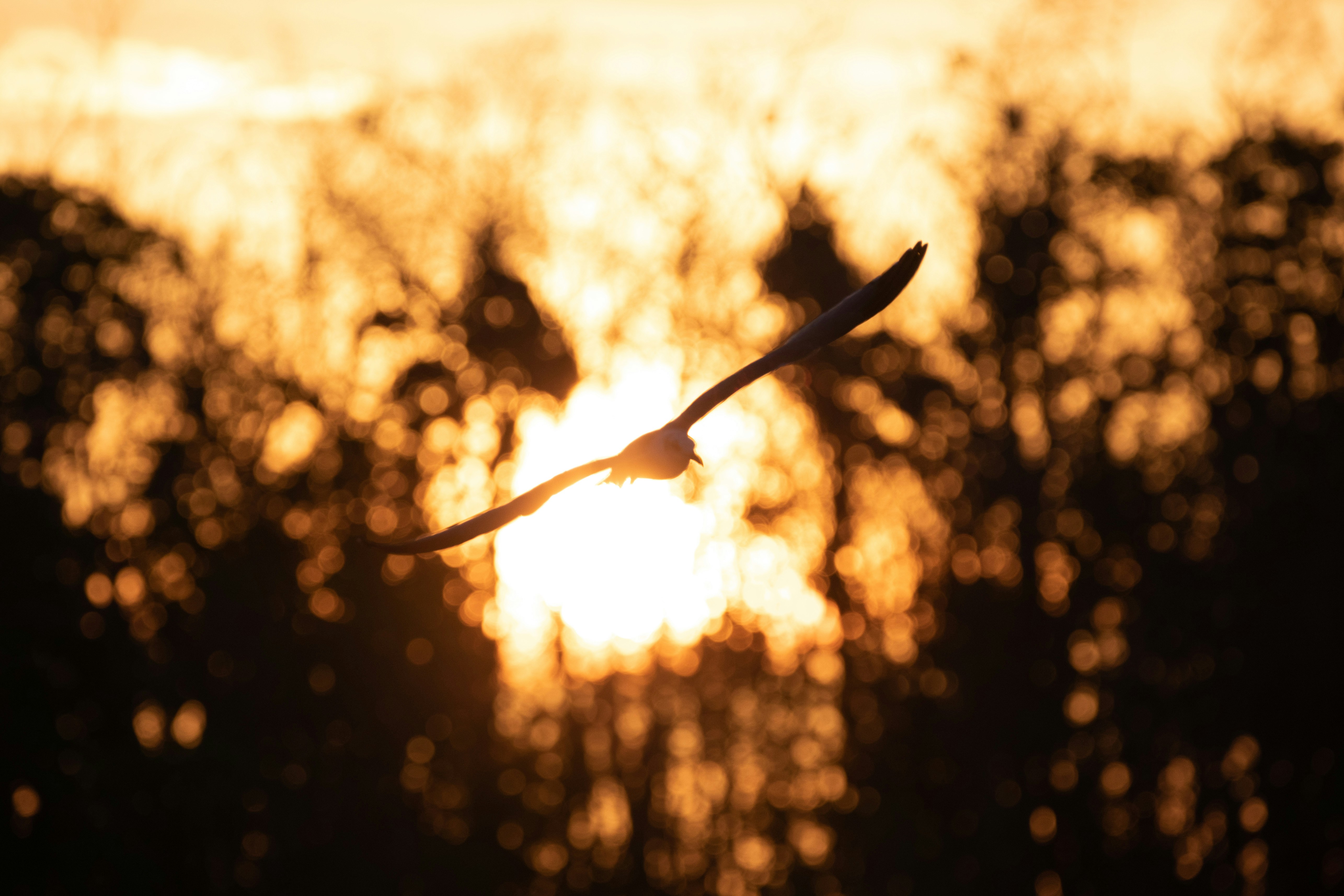 A Seabird In the Sunrise