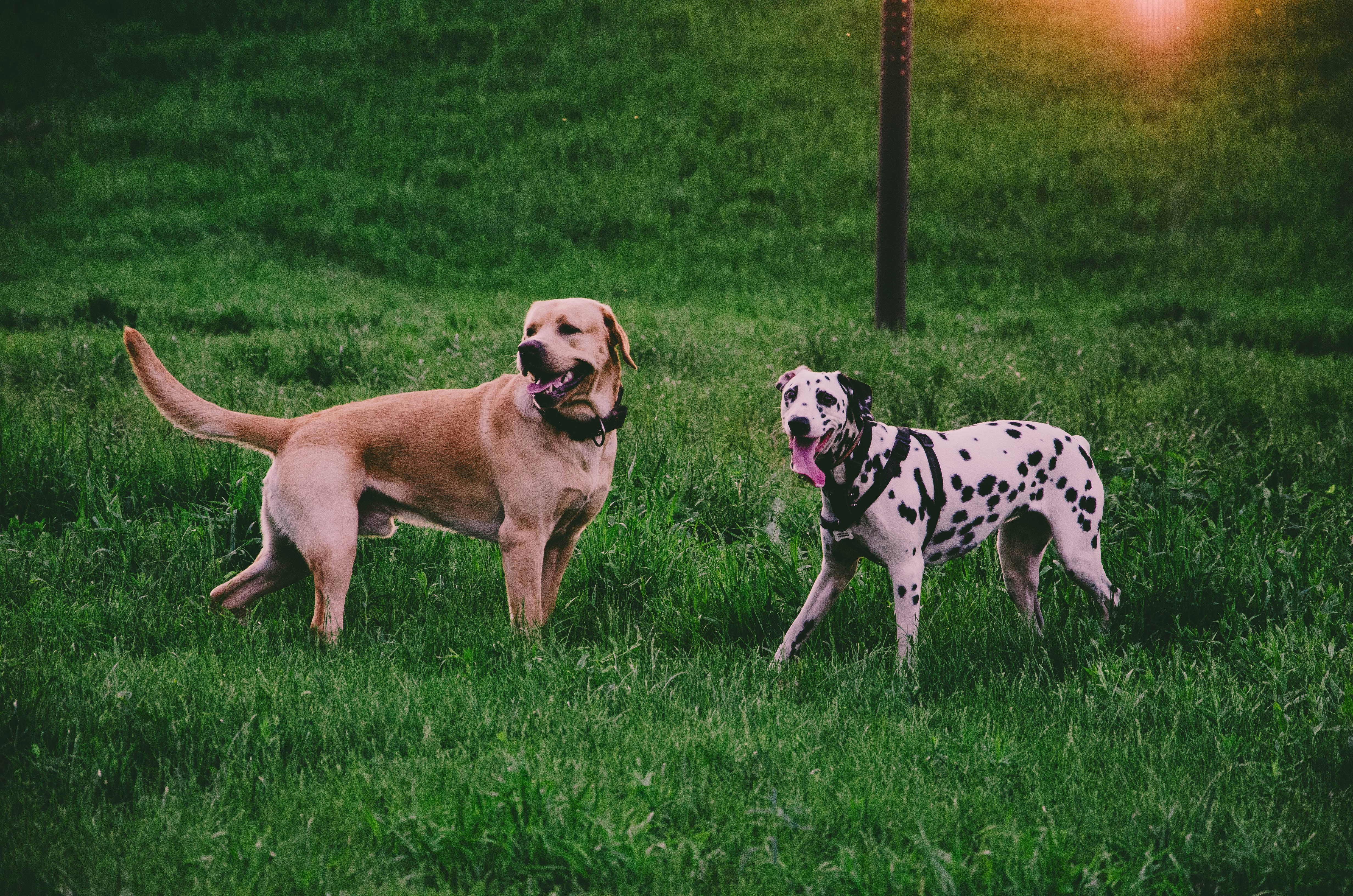 Two adult tan dog and dalmatian photo – Free Animal Image on Unsplash
