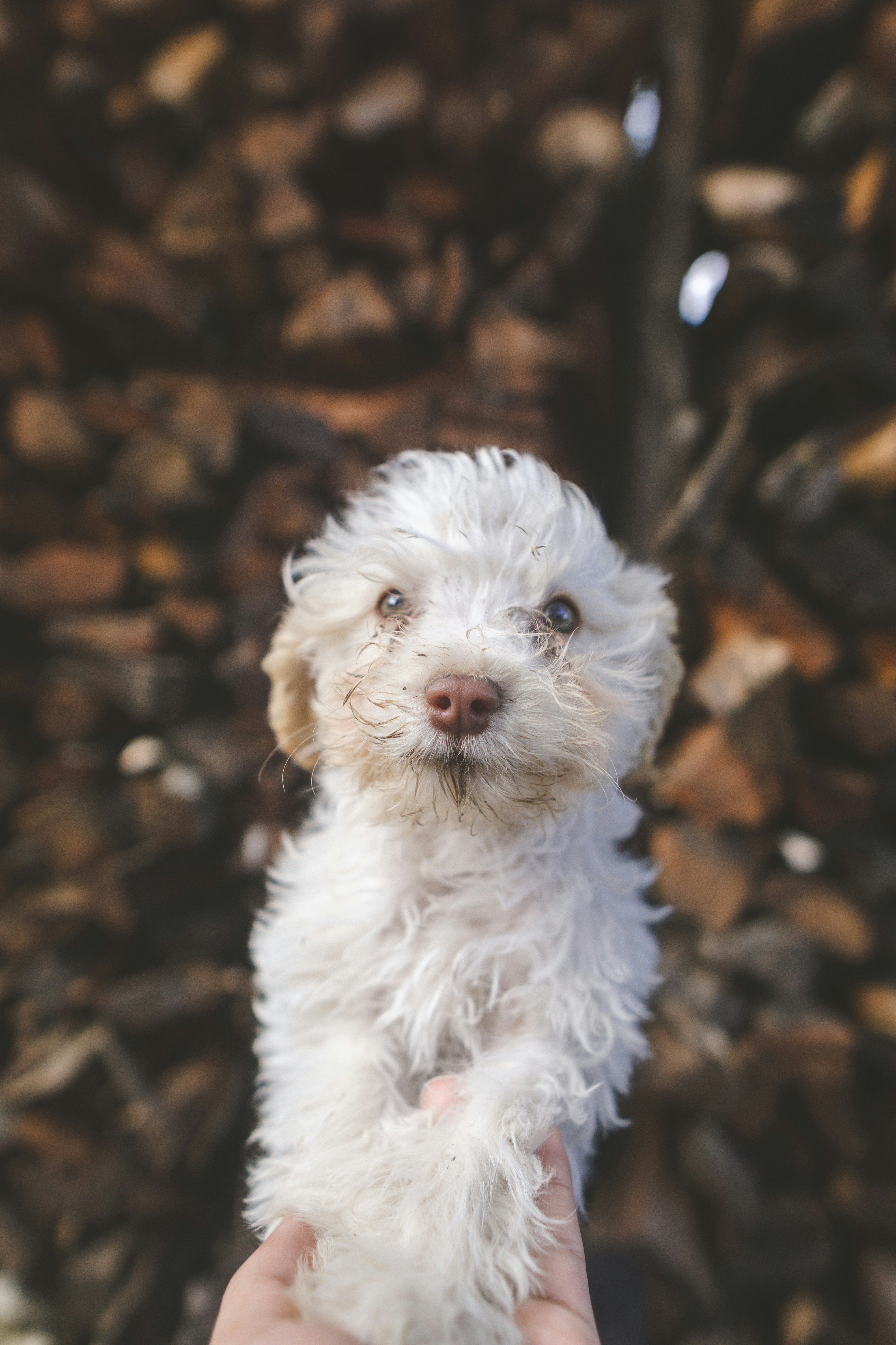 White puddle photo – Free Dog Image on Unsplash