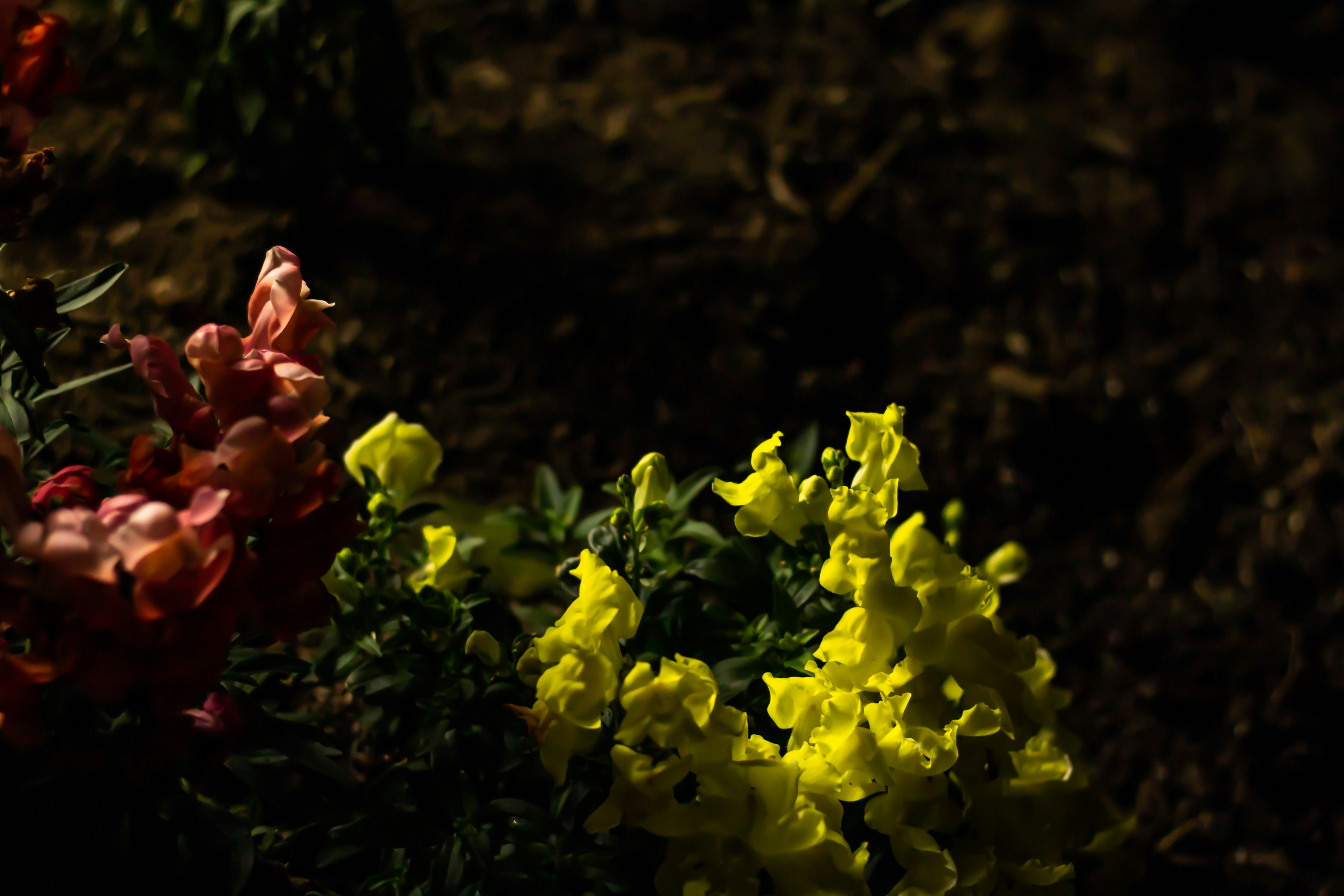 a bunch of flowers that are next to each other