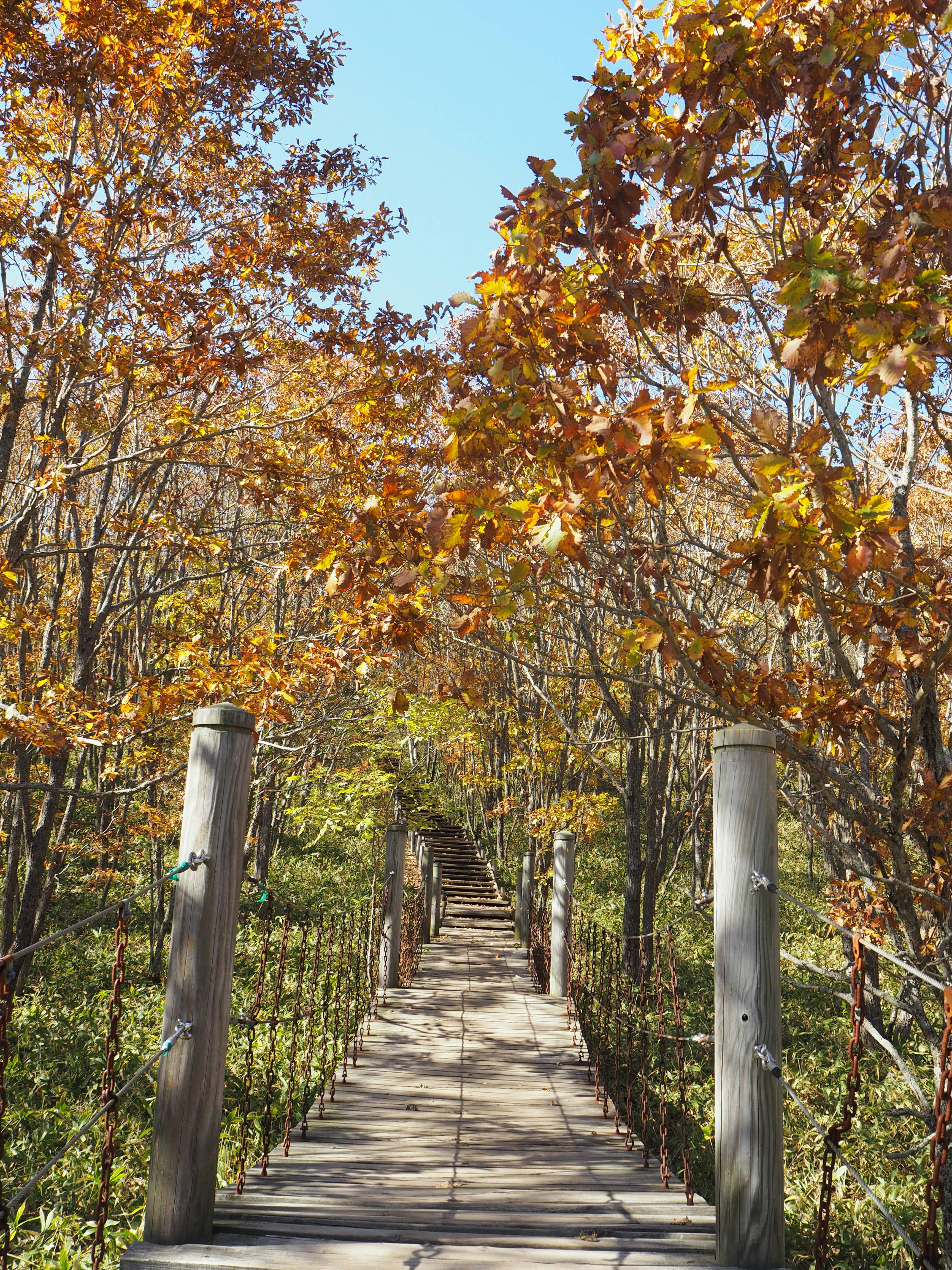 Wooden suspension bridge leading through vibrant autumn foliage under a clear blue sky.