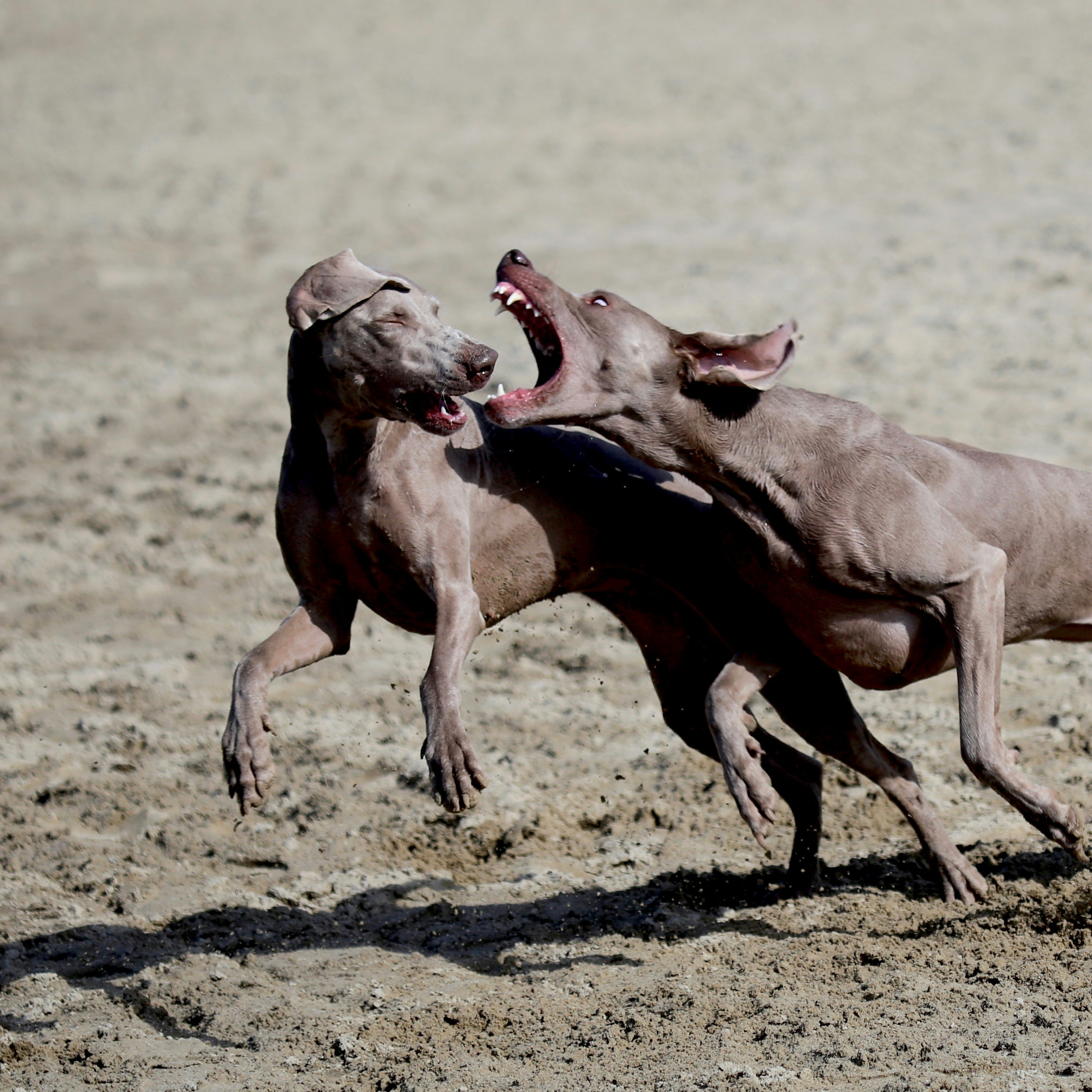Two brown dogs playing during daytime photo – Free Black Image on Unsplash