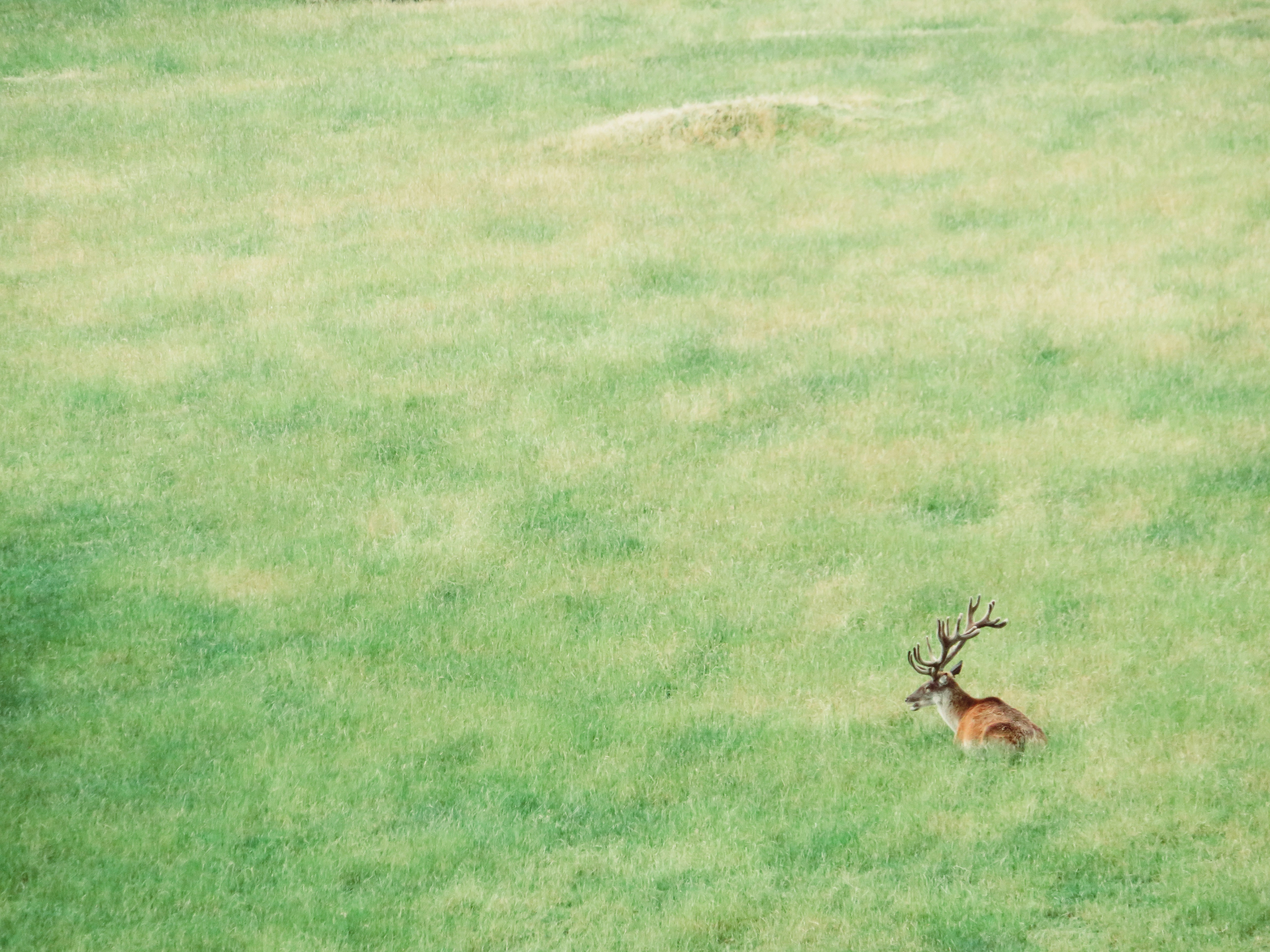 A lone stag with impressive antlers stands in a bright green meadow, occupying the lower-right quadrant of the frame.