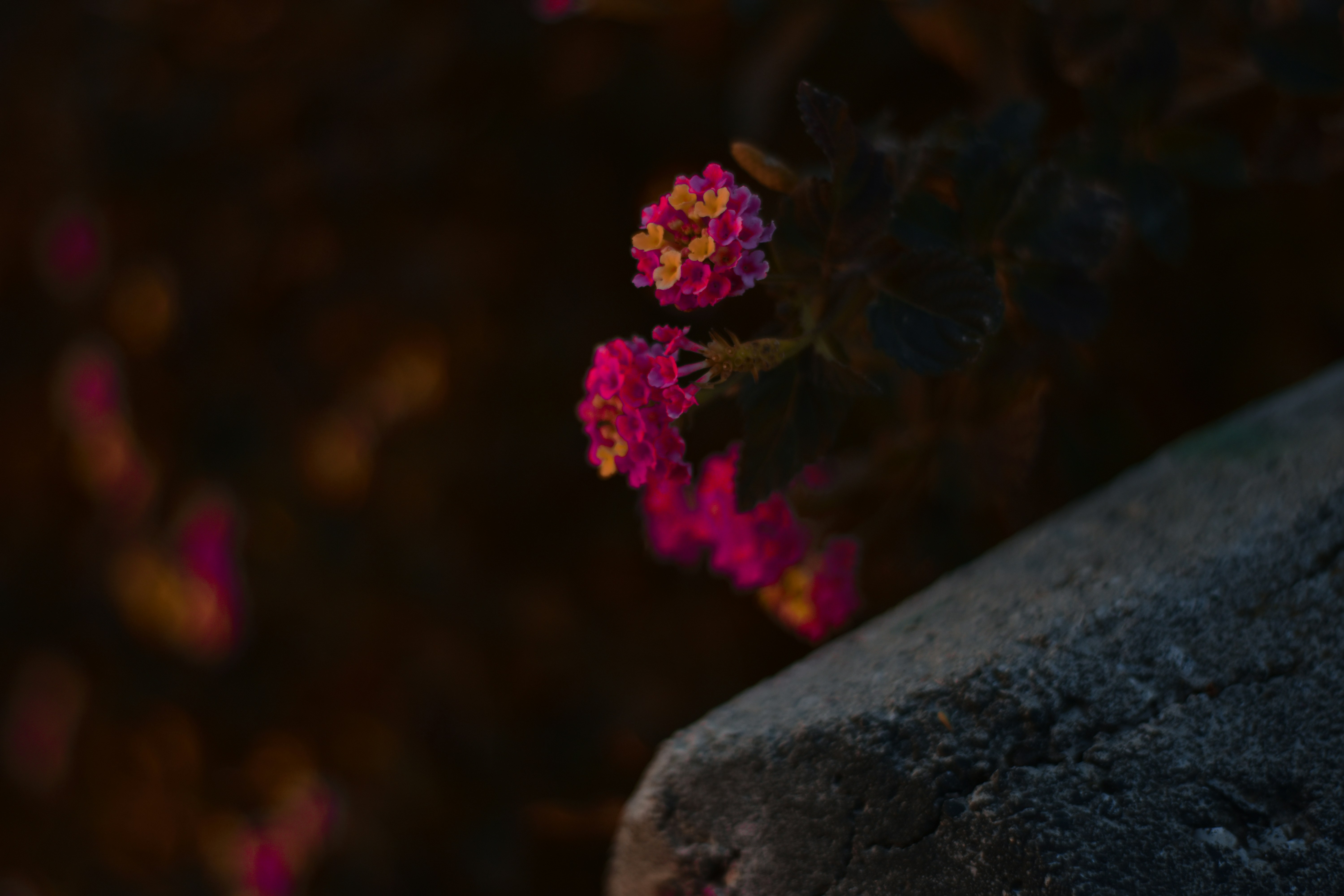 Fragile Bloom on the Edge: Pink Flowers Framing a Rough Stone