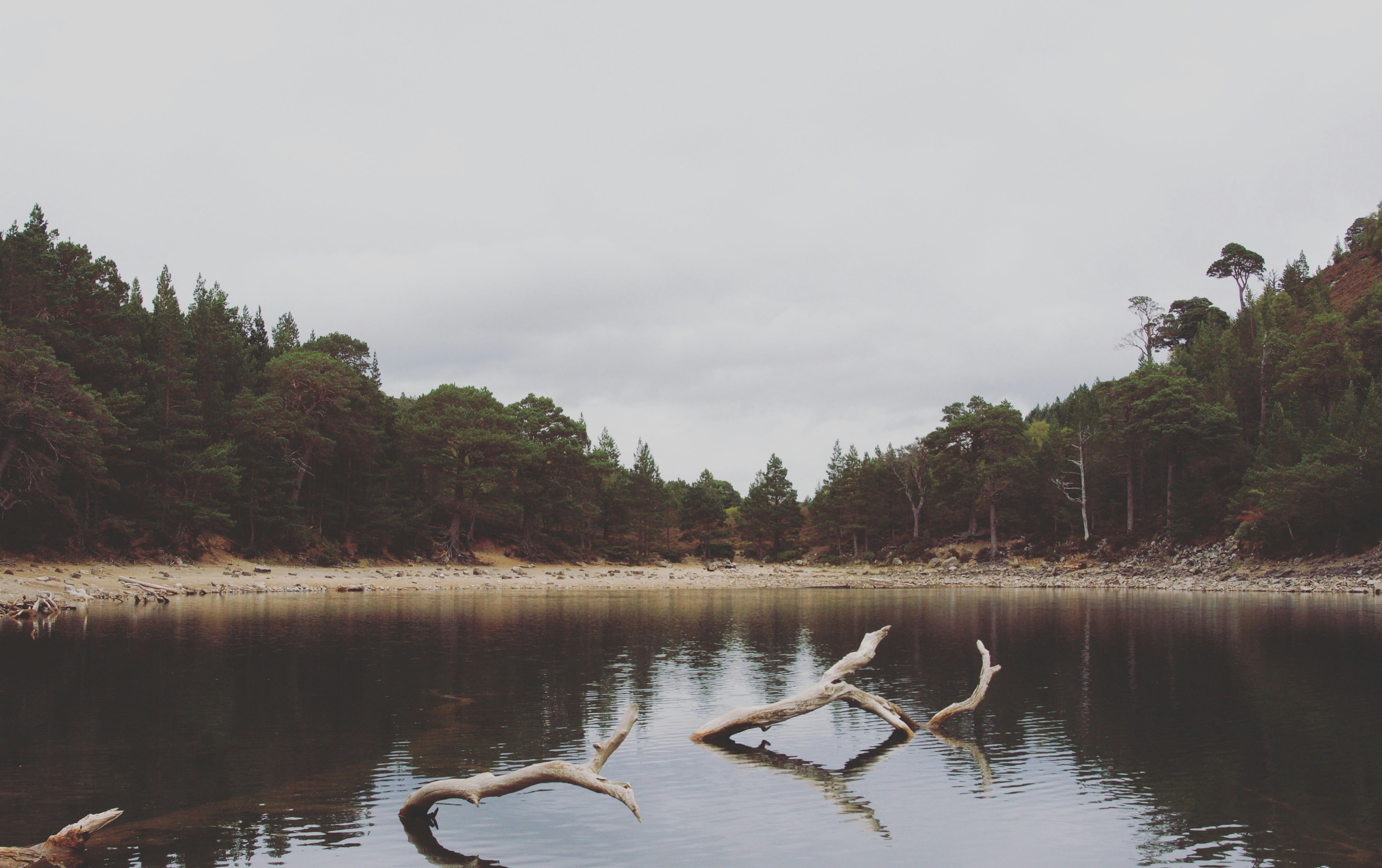 Serene Reflection of Pines and Driftwood
