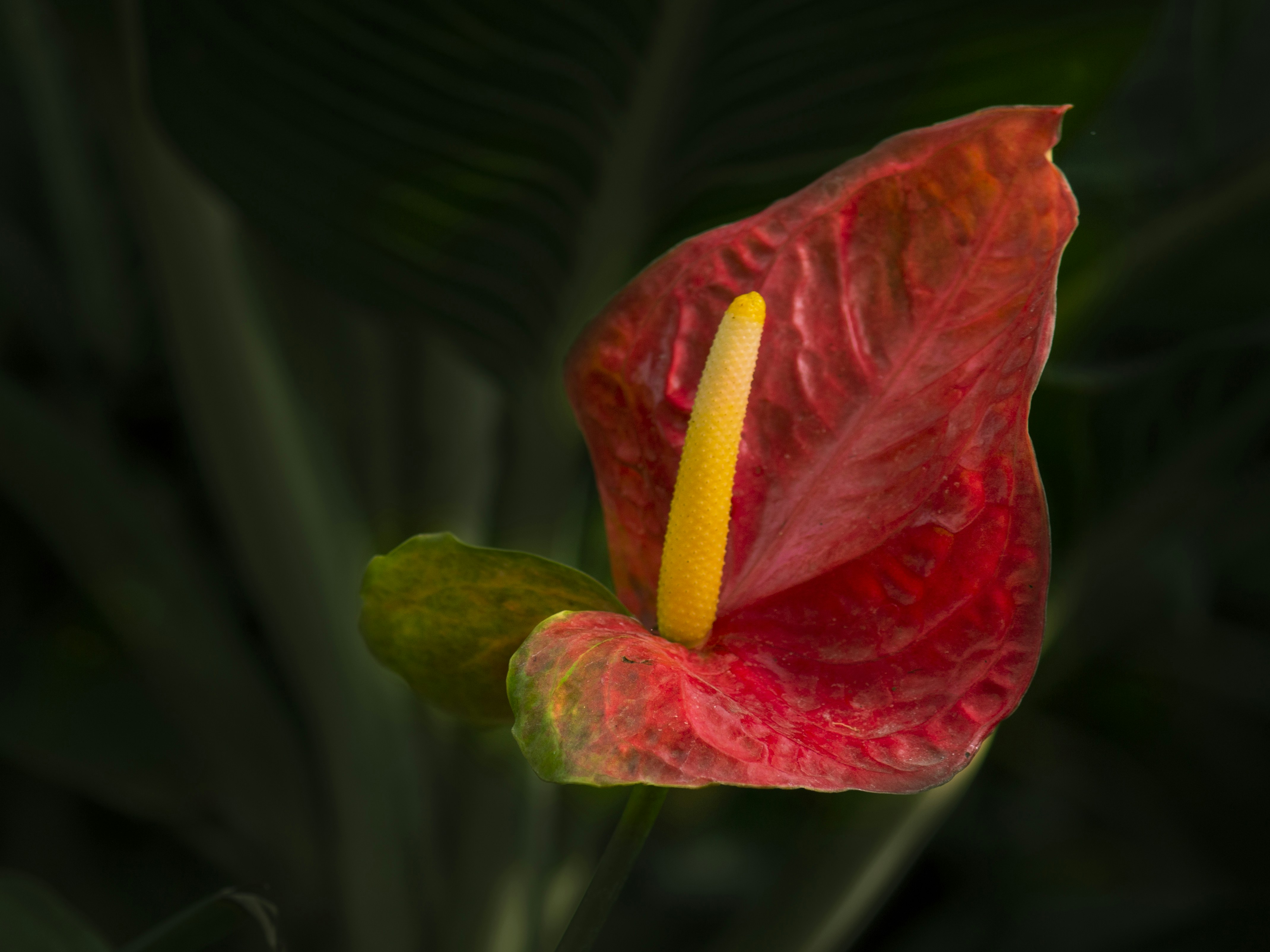 red and green flower in close-up photography