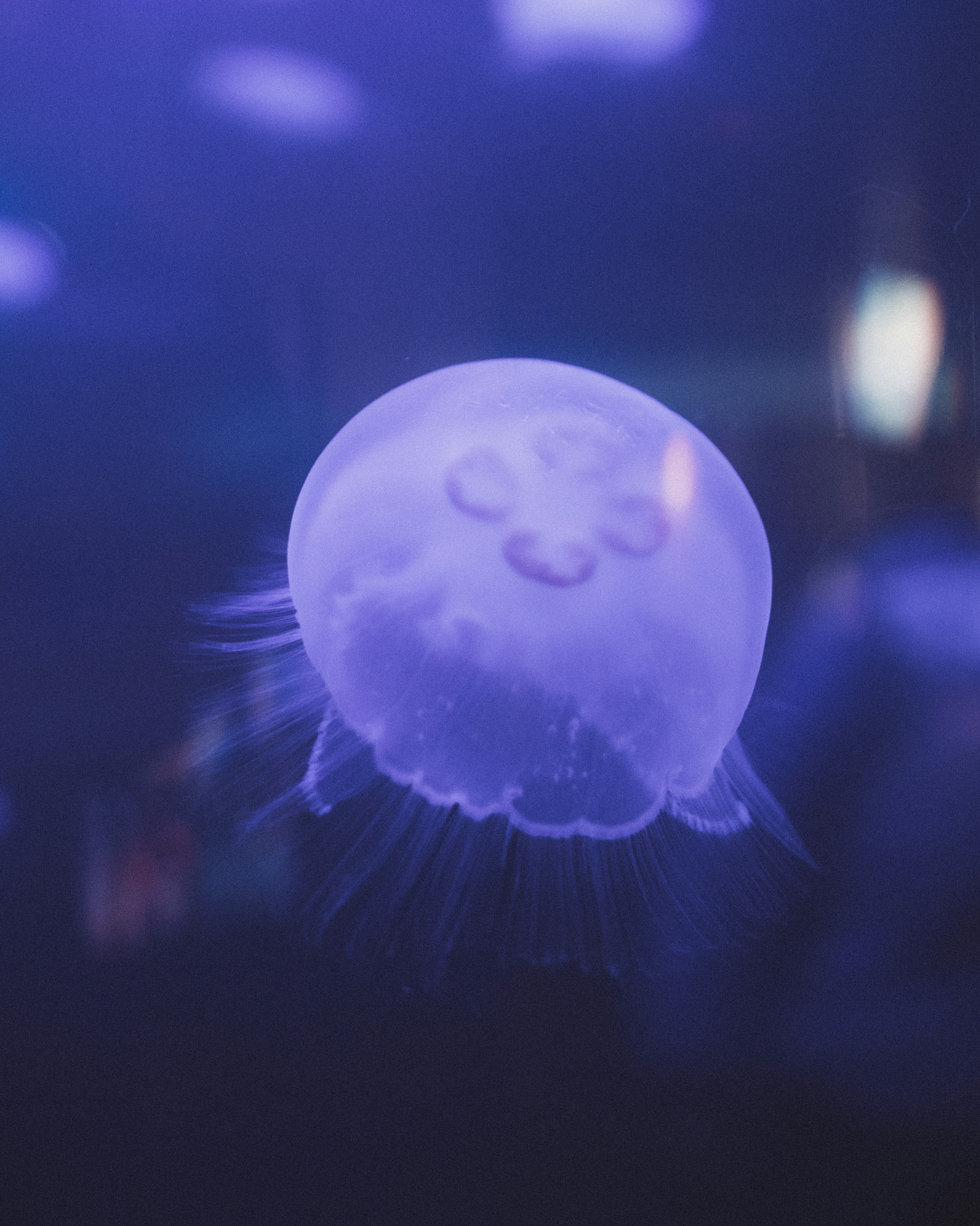 Jellyfish photo shot on Fujifilm X-H1
