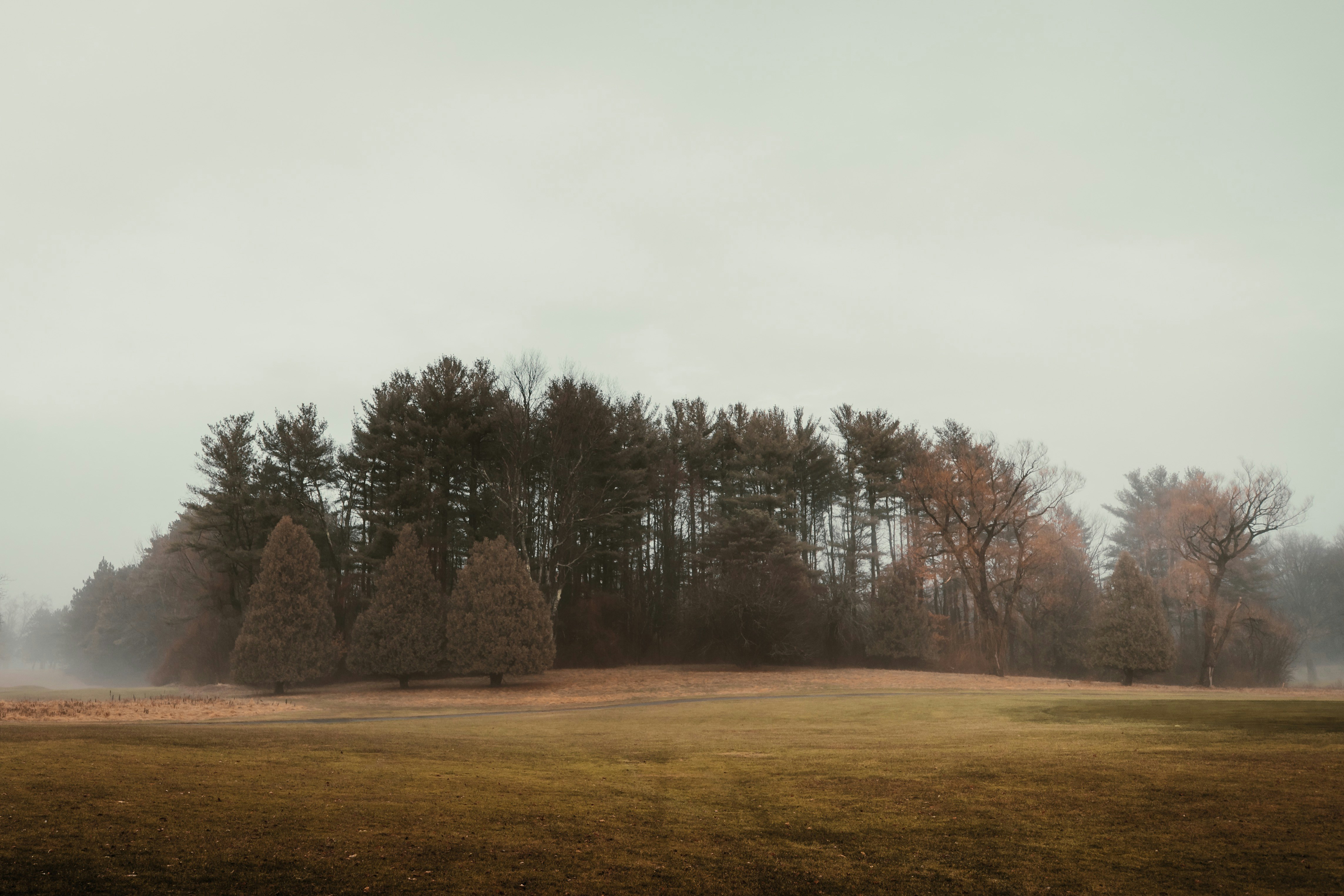 Foggy landscape with a cluster of trees surrounded by an open field under a cloudy sky.