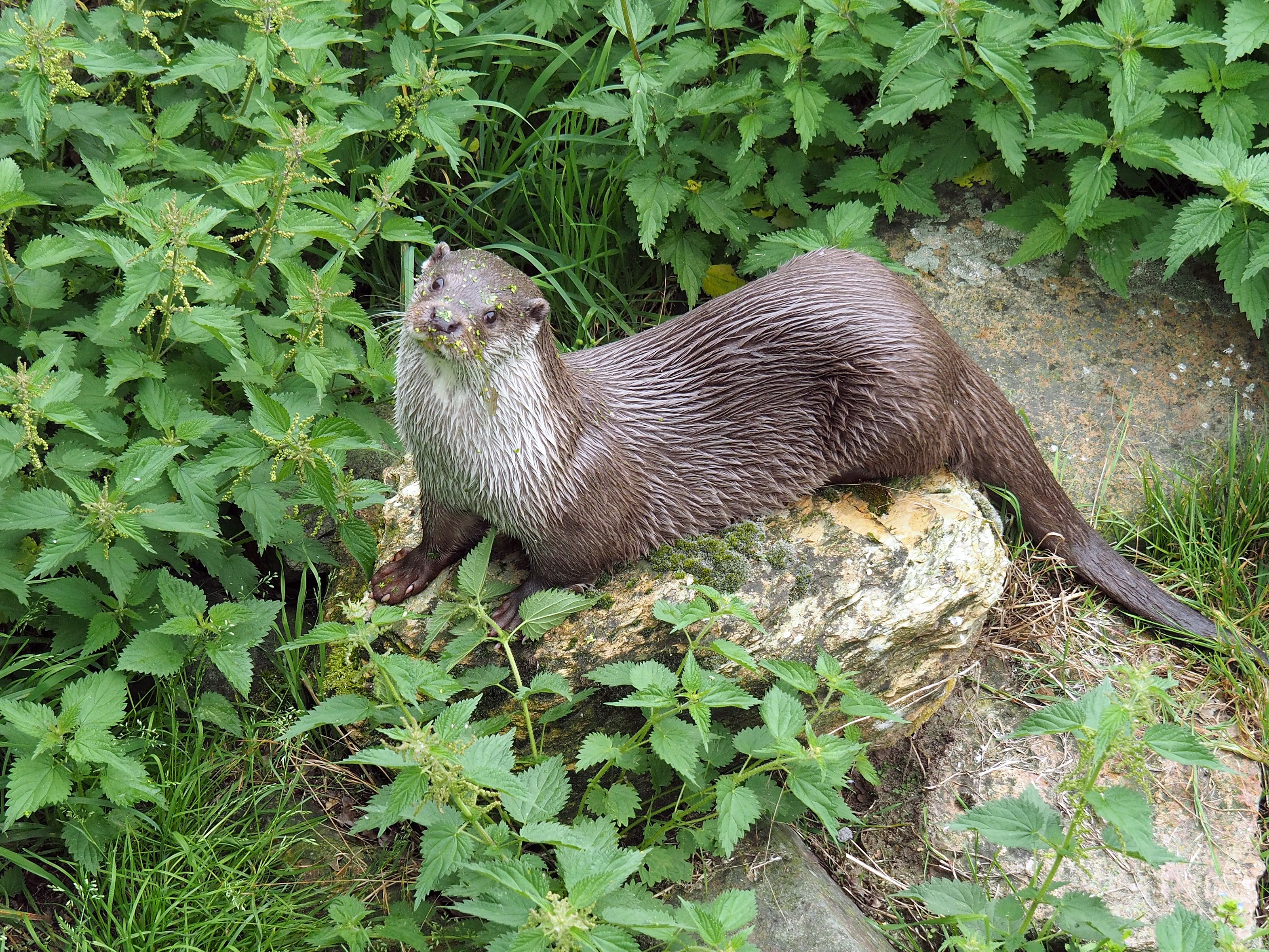 Otter Lounges on a Mossy Rock Framed by Dense Foliage