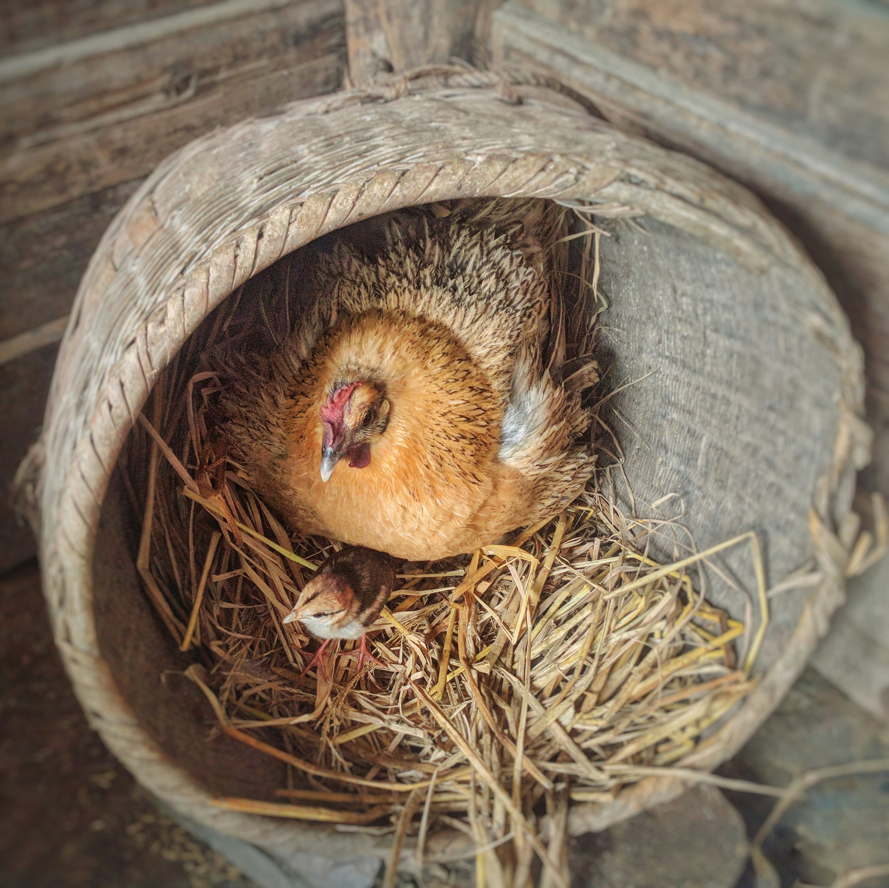 A hen sits protectively in a rustic basket, surrounded by straw, with a small chick peeking out beside her.