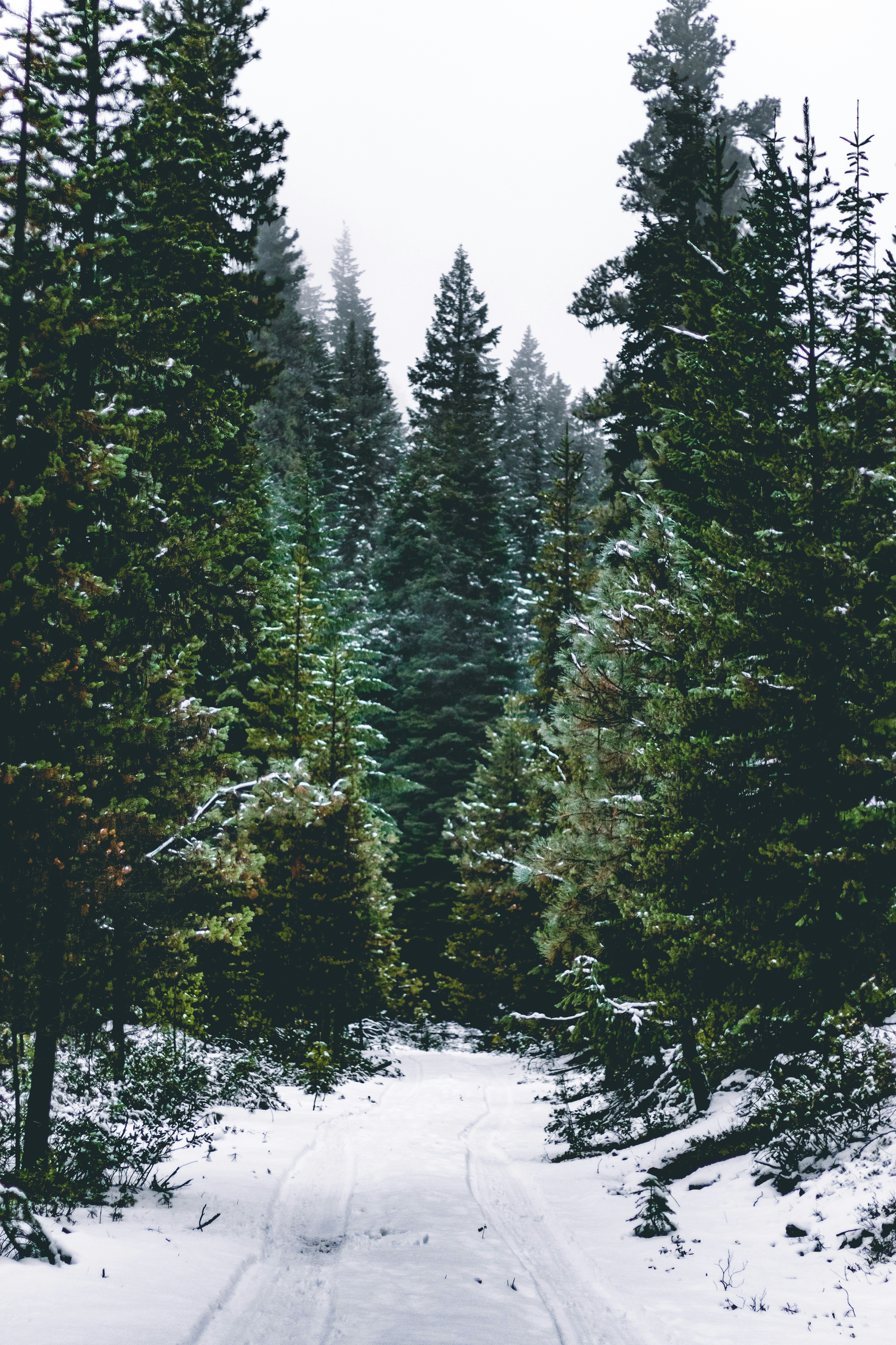 Winter Forest Wallpaper Tumblr