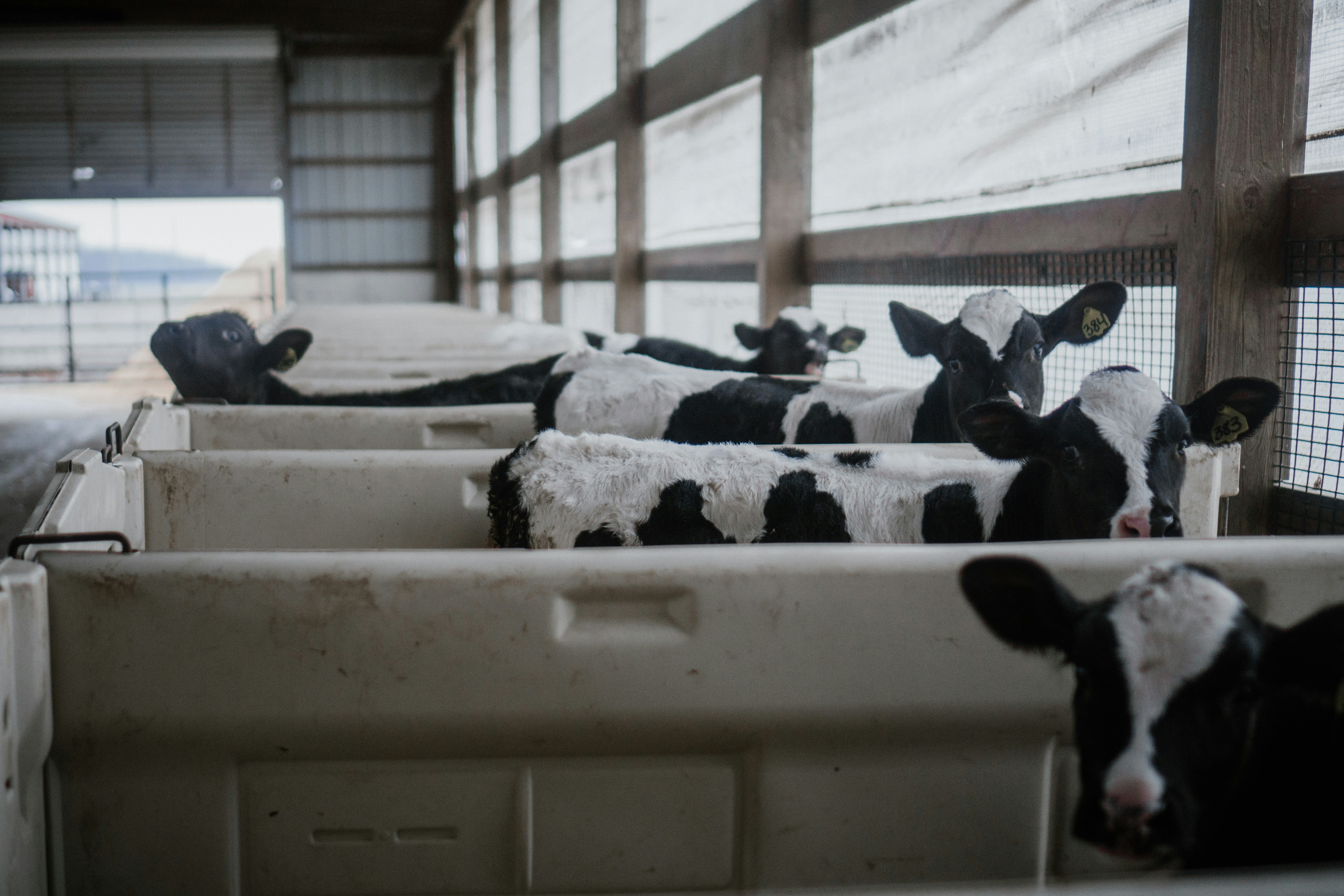 Several black and white calves resting in their pens within a barn, showcasing their curious expressions. The setting highlights the care of young livestock.