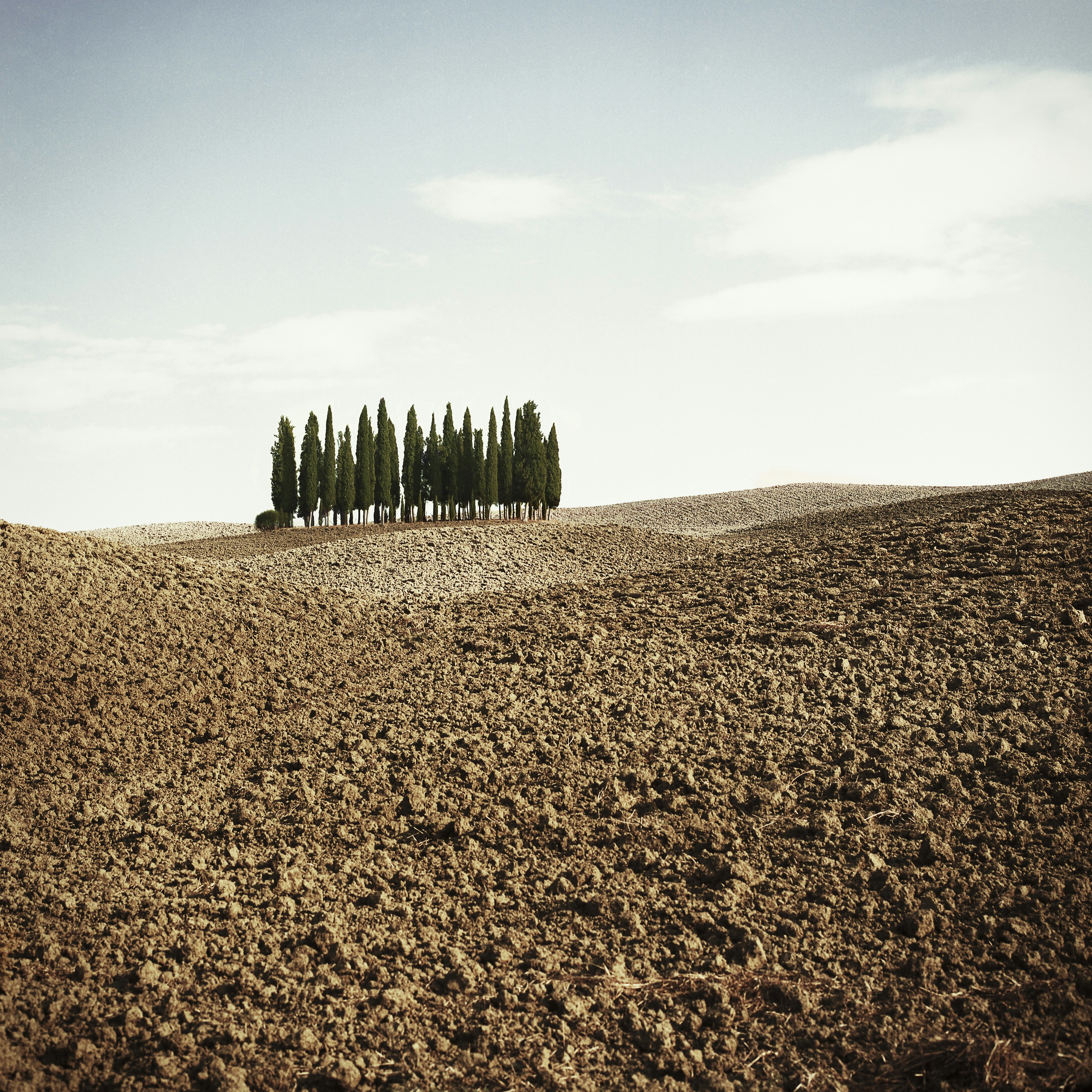 A cluster of tall cypress trees stands prominently on a gently rolling, freshly plowed field under a clear sky.