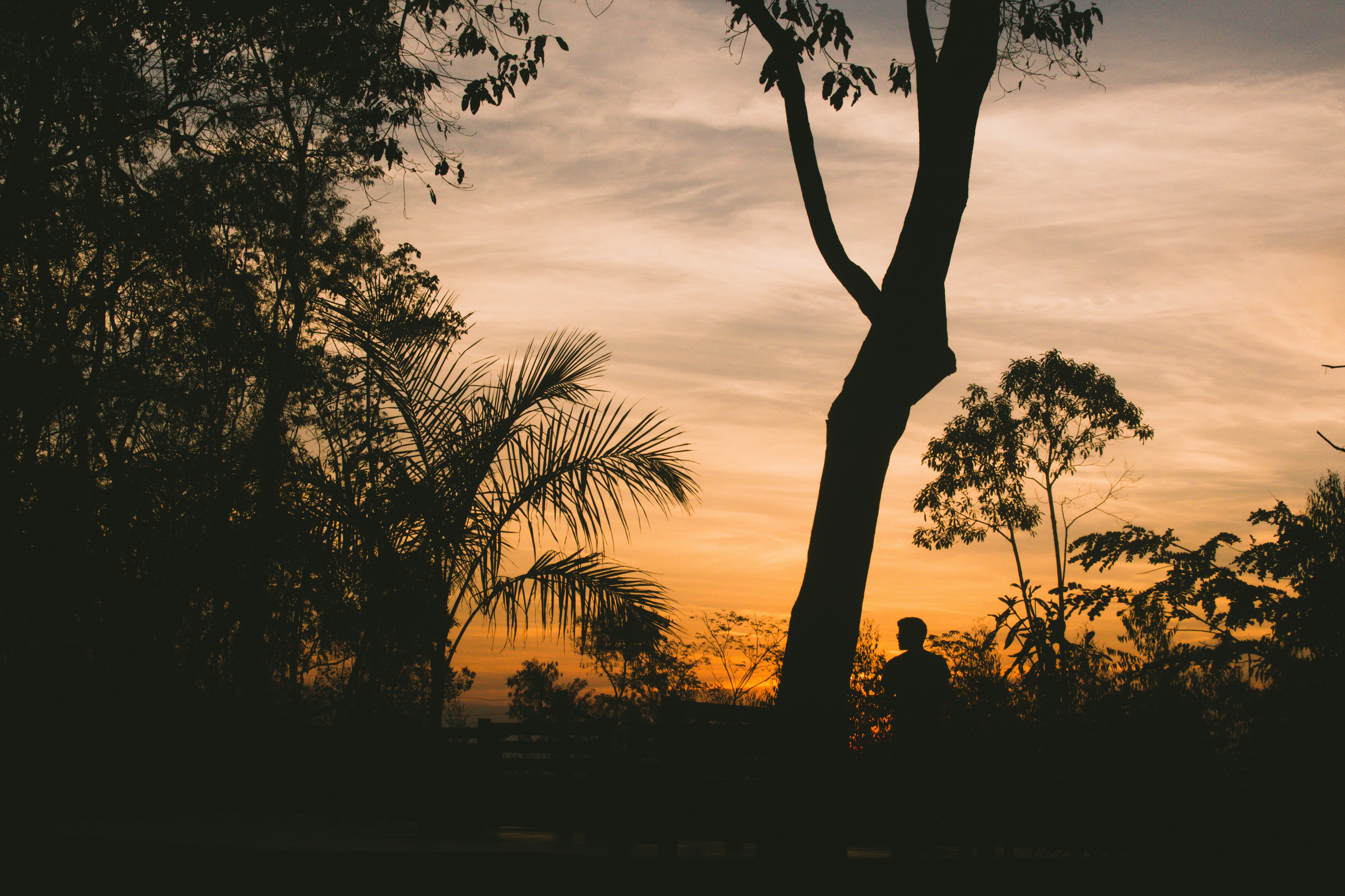 Silhouette of man standing beside tree during golden hour photo – Free ...