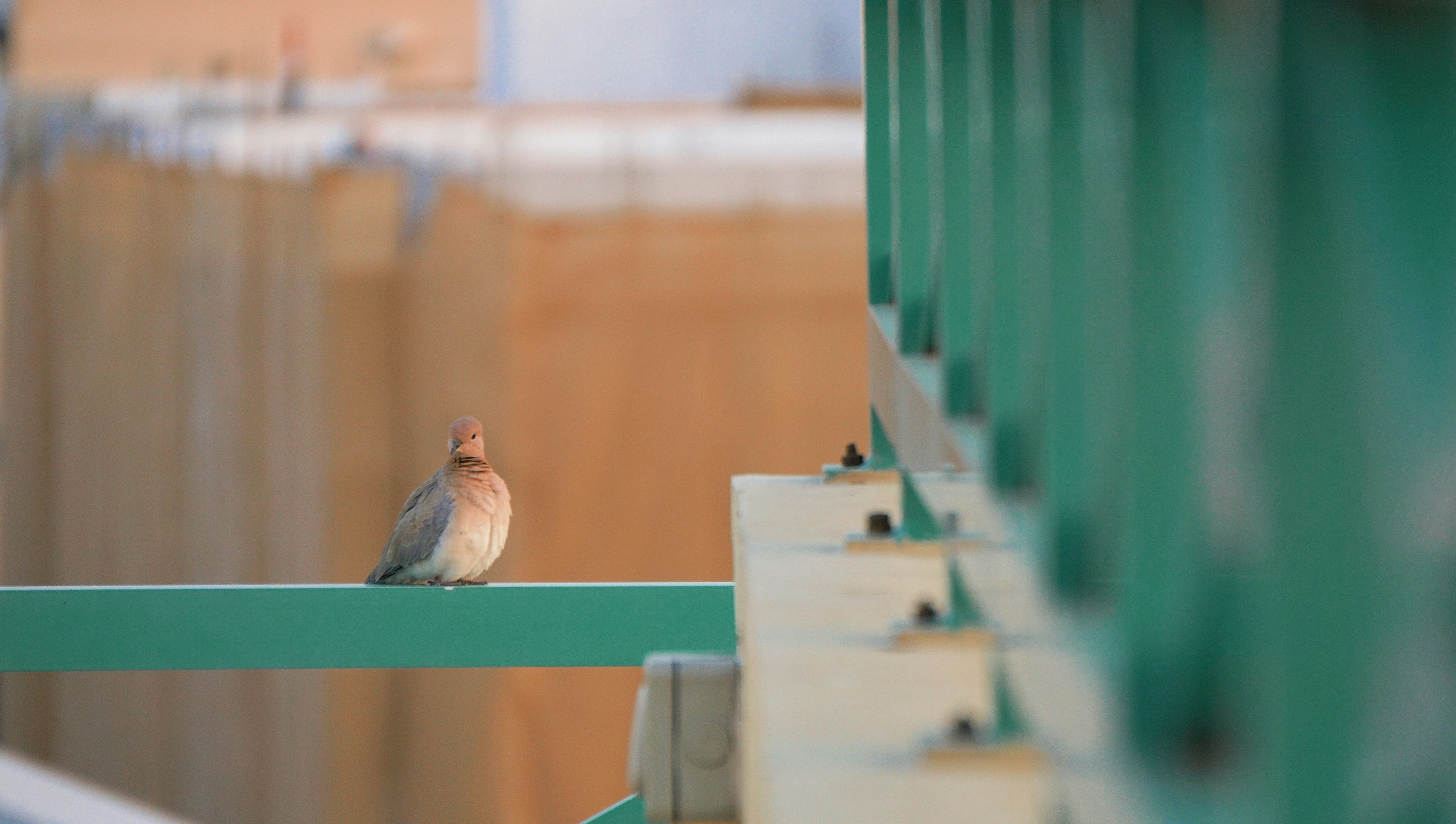 A bird perched on a green railing, surrounded by the soft hues of an urban backdrop. The scene captures a moment of quiet reflection amidst the city's hustle.