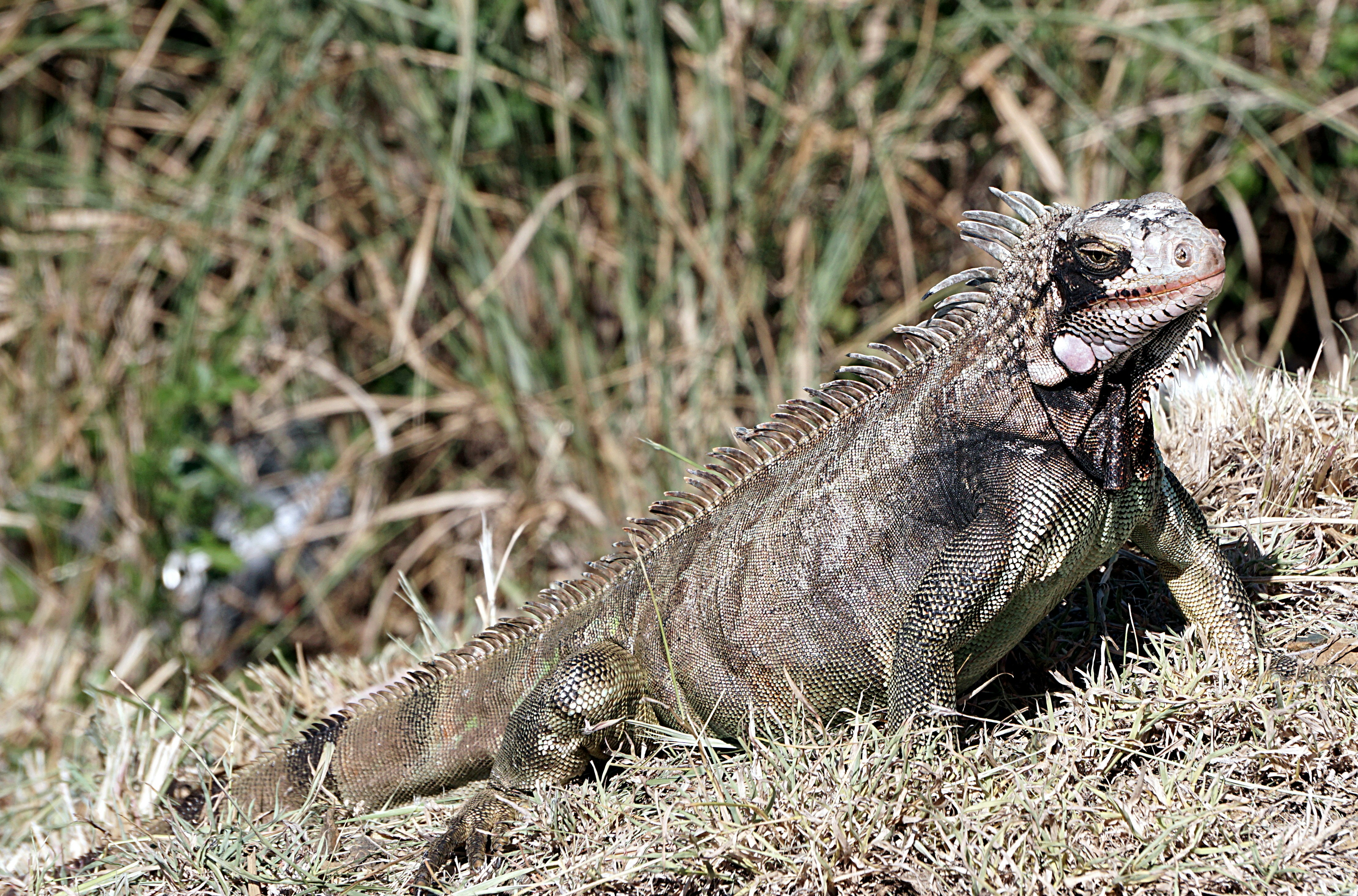 I spotted this iguana sunbathing in the grass. Apparently iguanas are very common in St. Thomas.