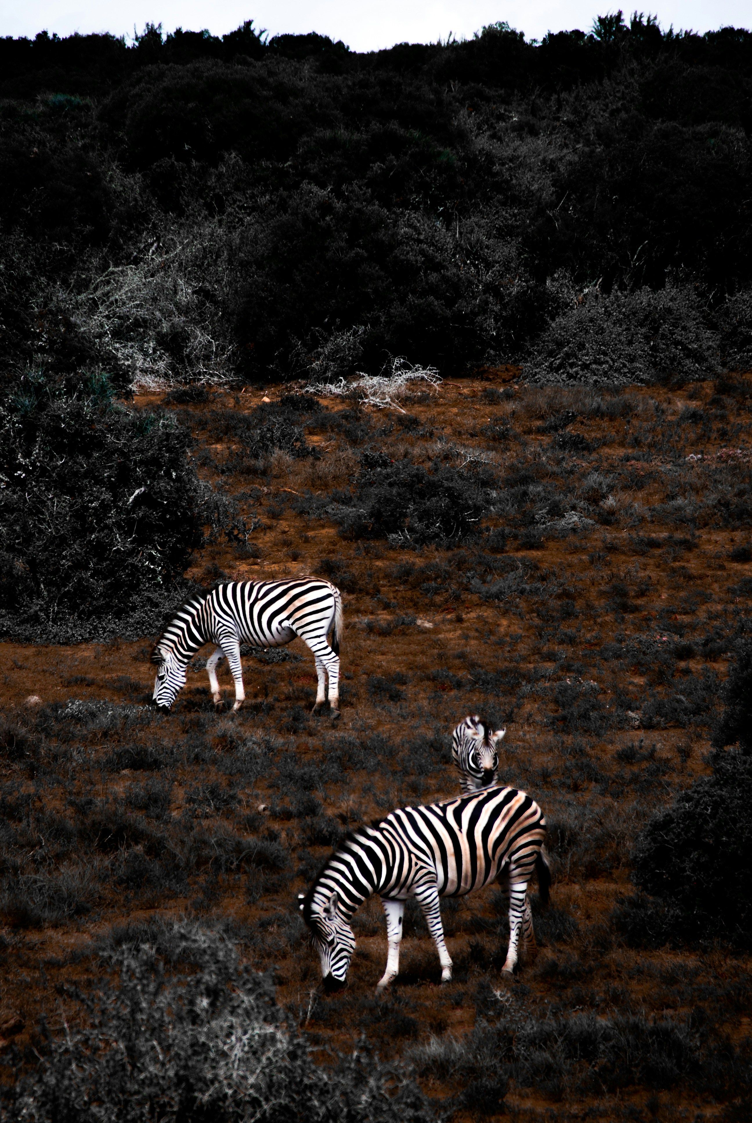 Zebra on brown field during daytime photo – Free Animal Image on Unsplash