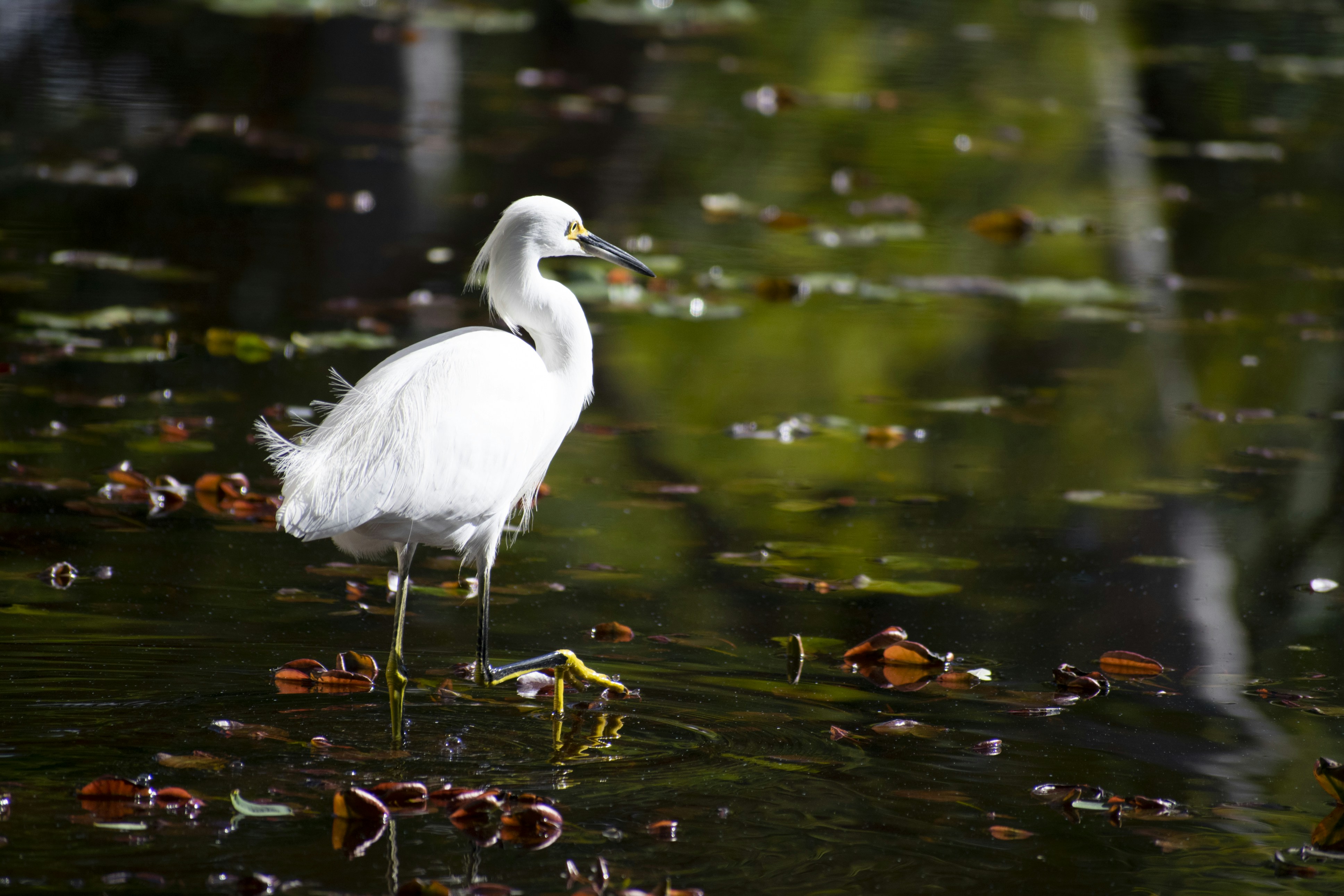 Egret standing in a pond with reflections and scattered leaves.