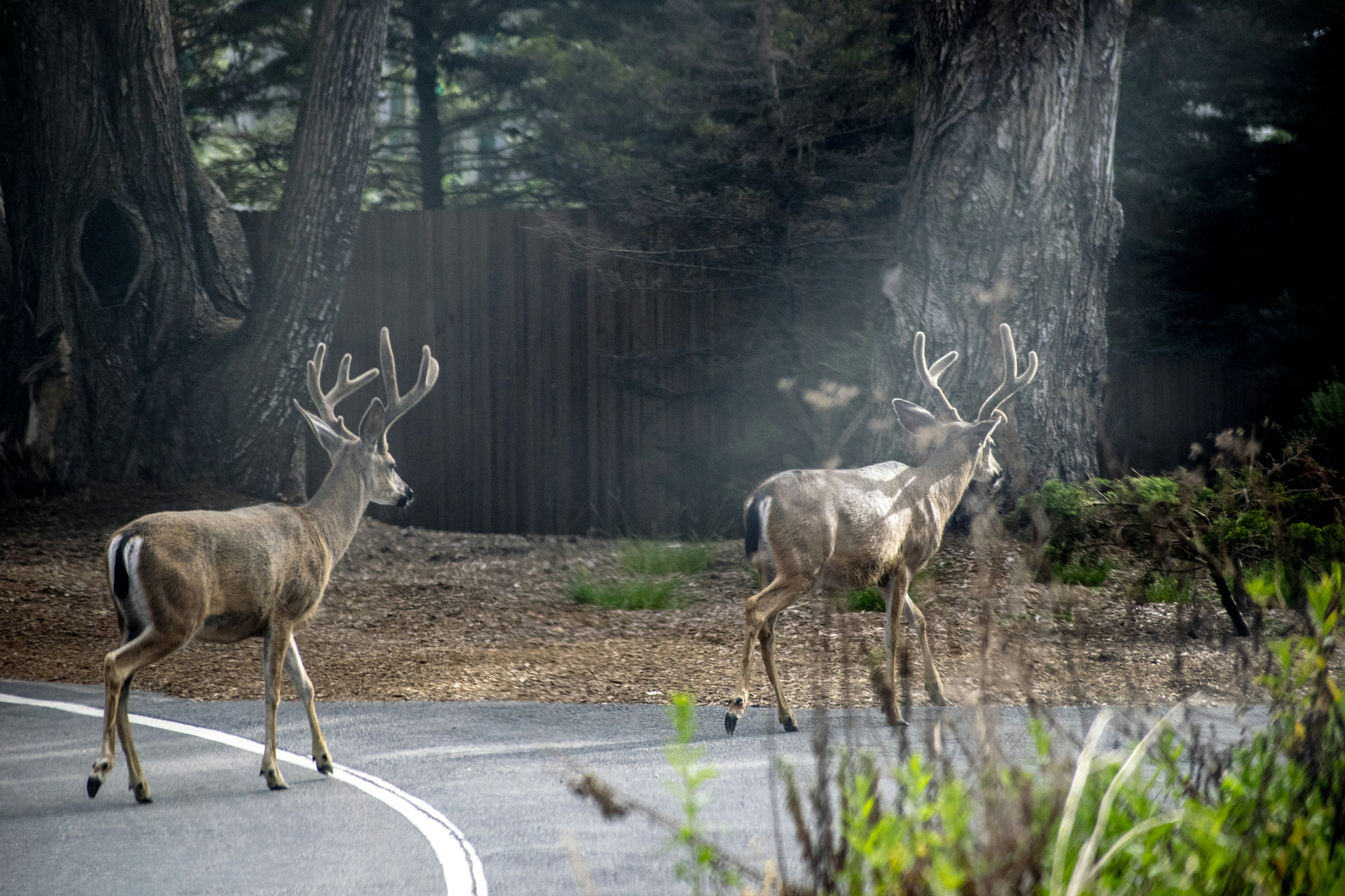 Antlered Pause on a Forest Road as Mist Clings to the Pines