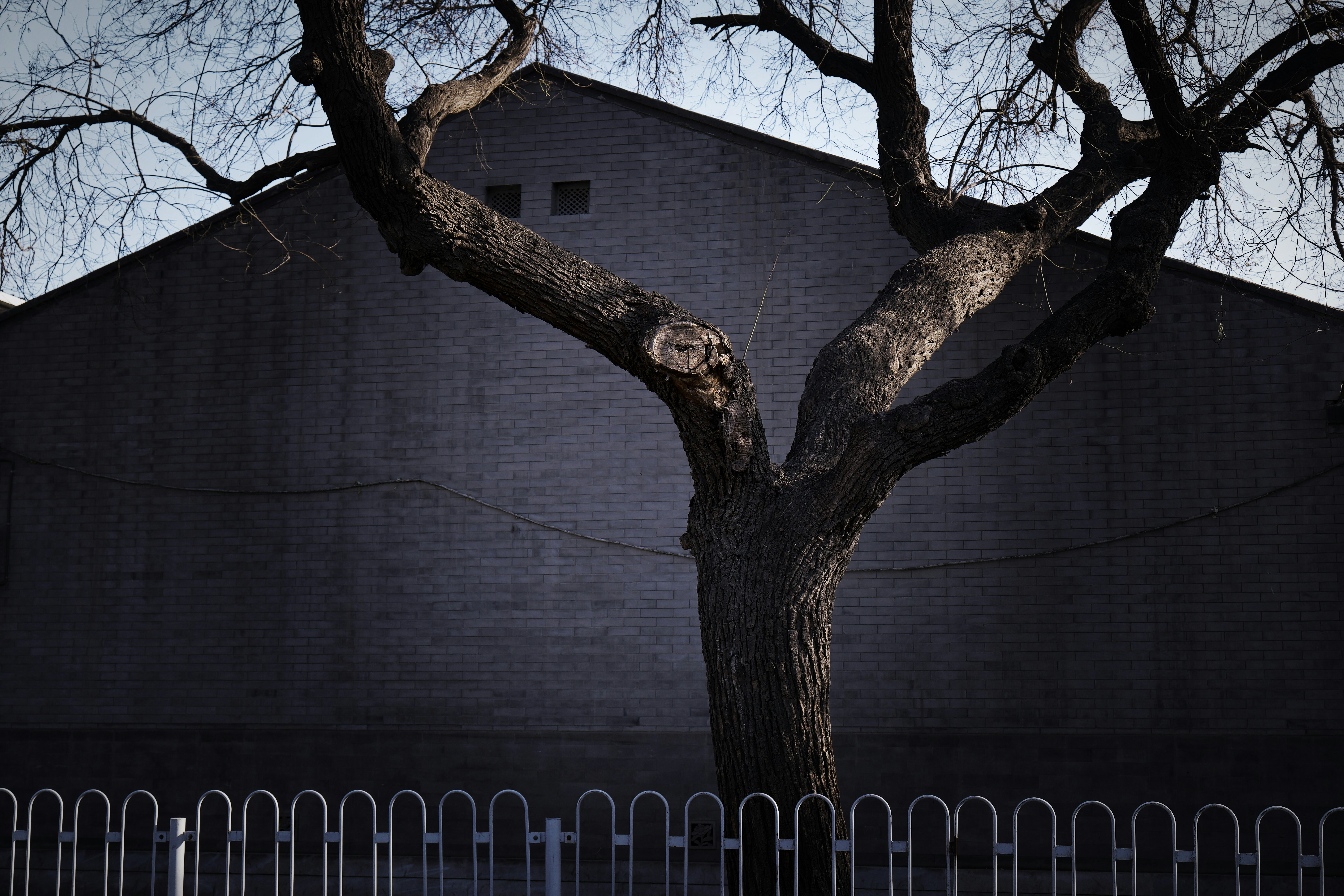 A solitary tree dominates a dark brick wall, with a metal fence in the foreground at dusk.