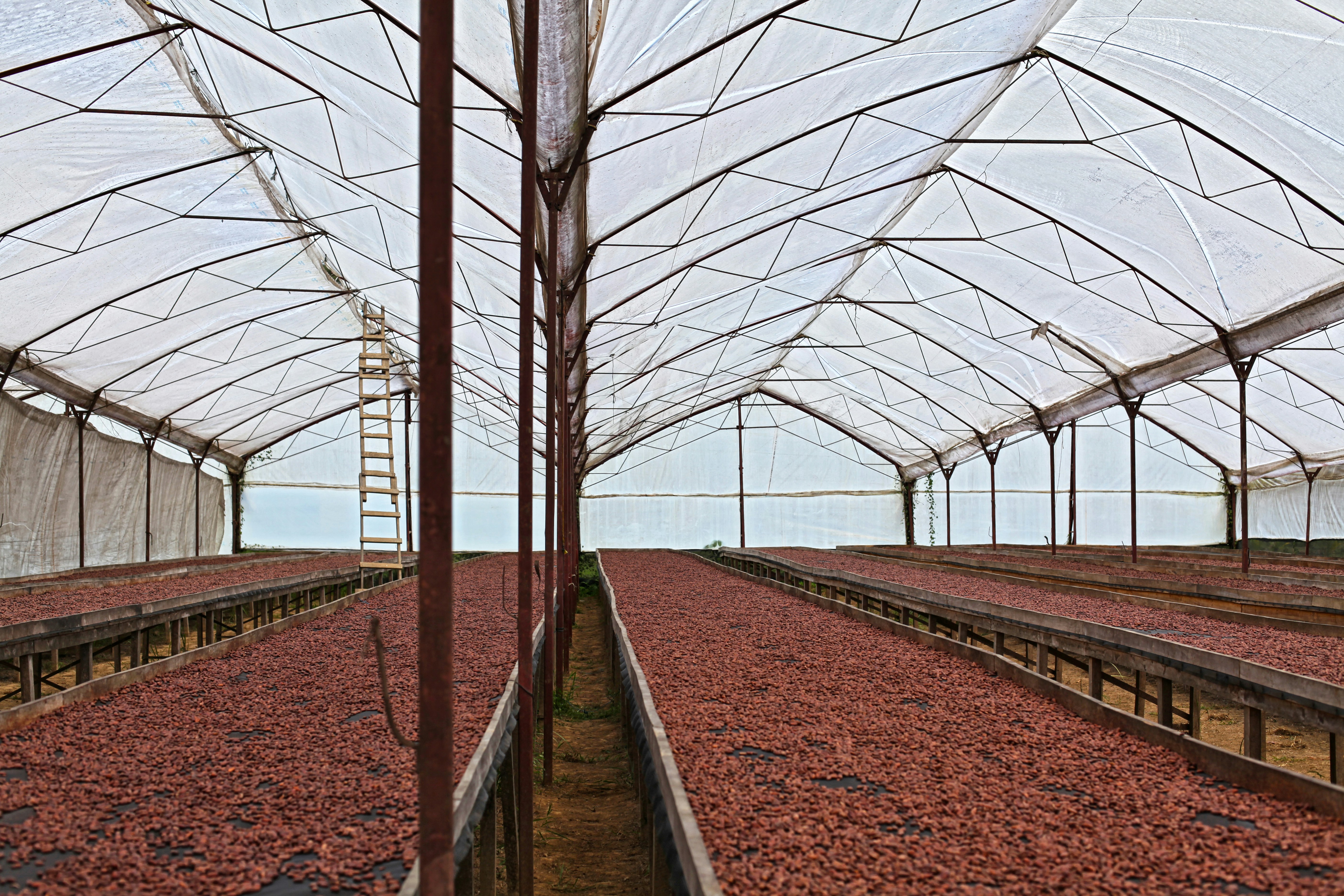 Red Rows Converge Under a Plastic Roof: A Greenhouse Aisle Portrait