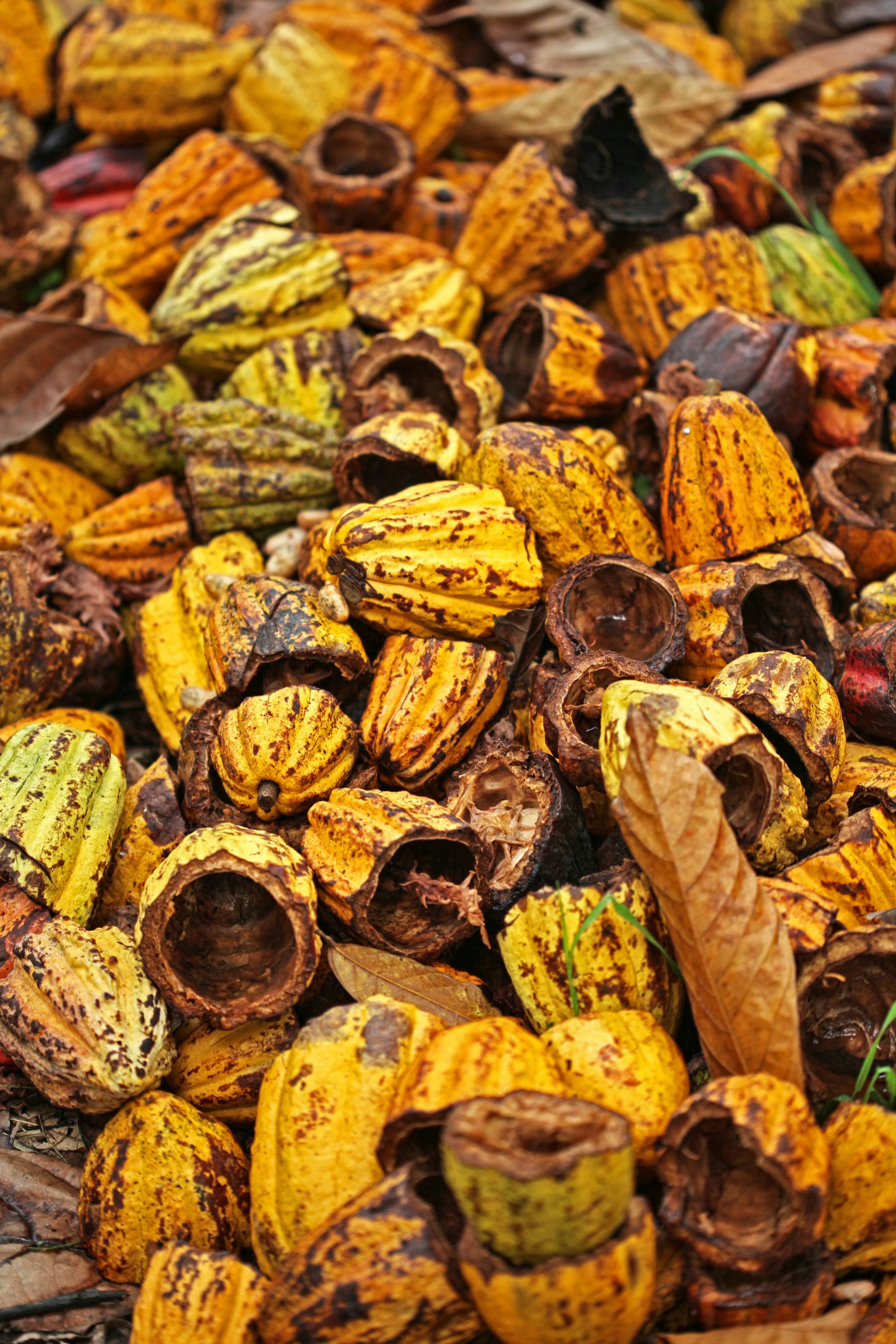 Brown nuts shell lot photo – Free Food Image on Unsplash