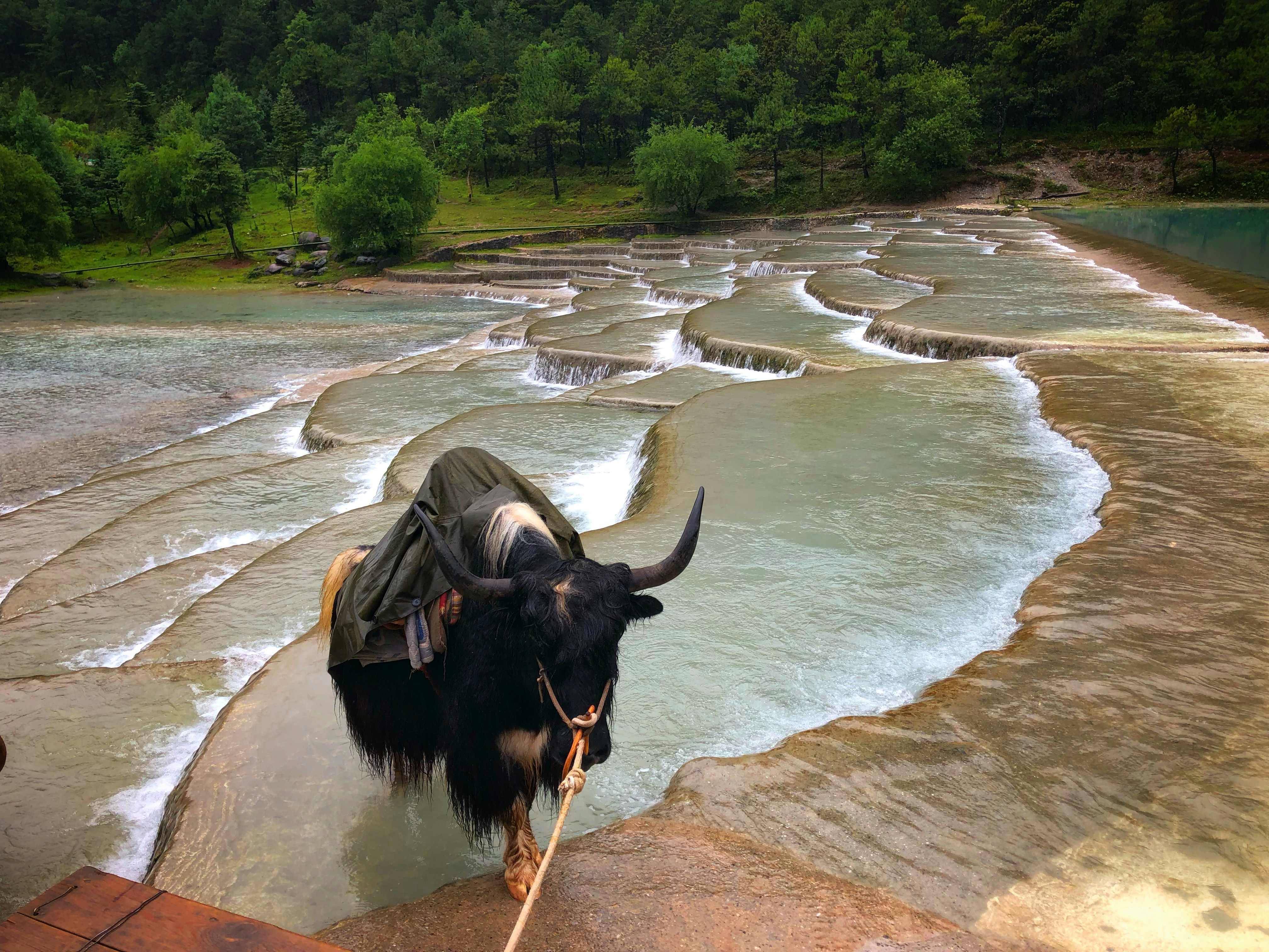 four legged animal walking on water hills during day