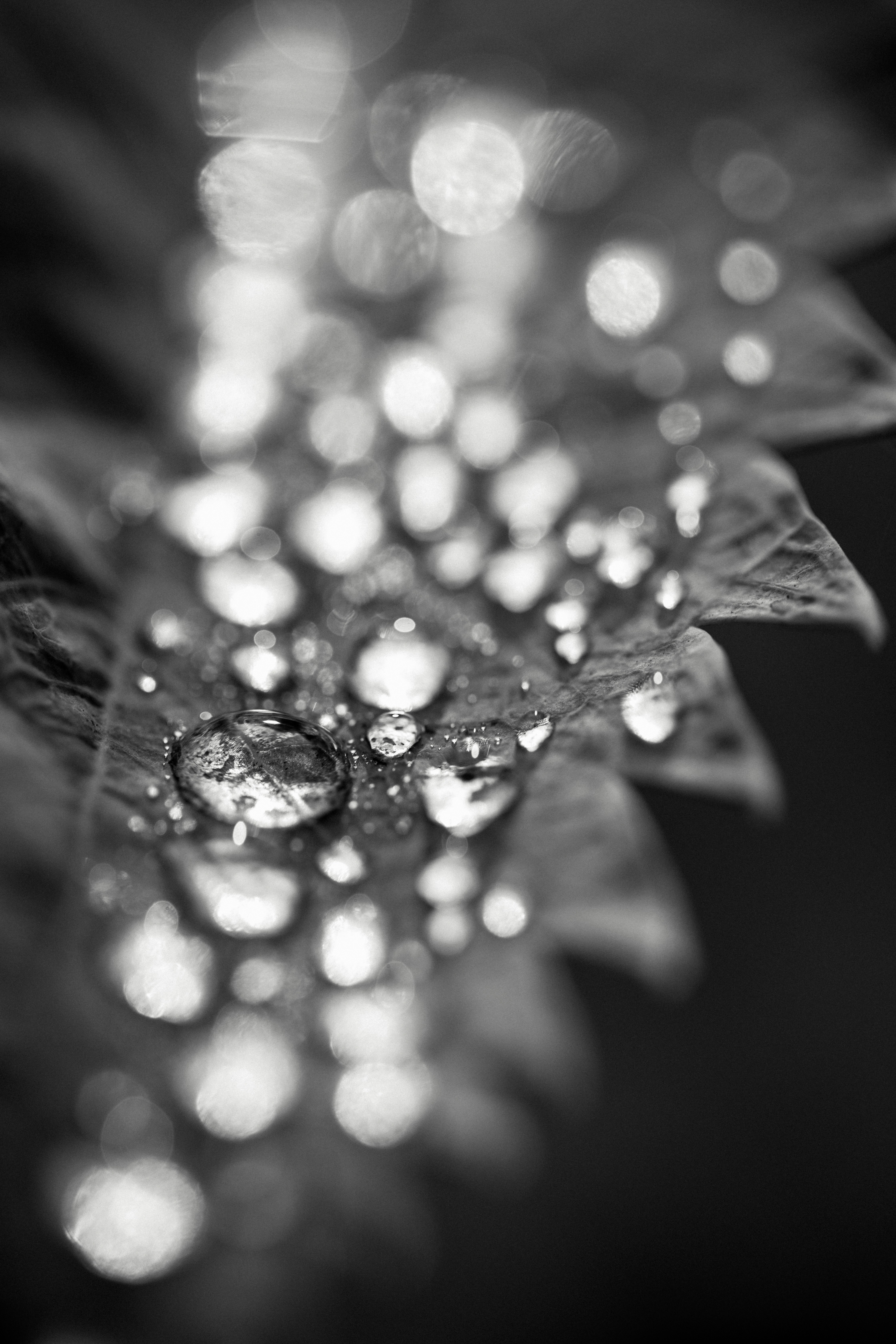 Dew Lace: a quiet macro study of light on a leaf