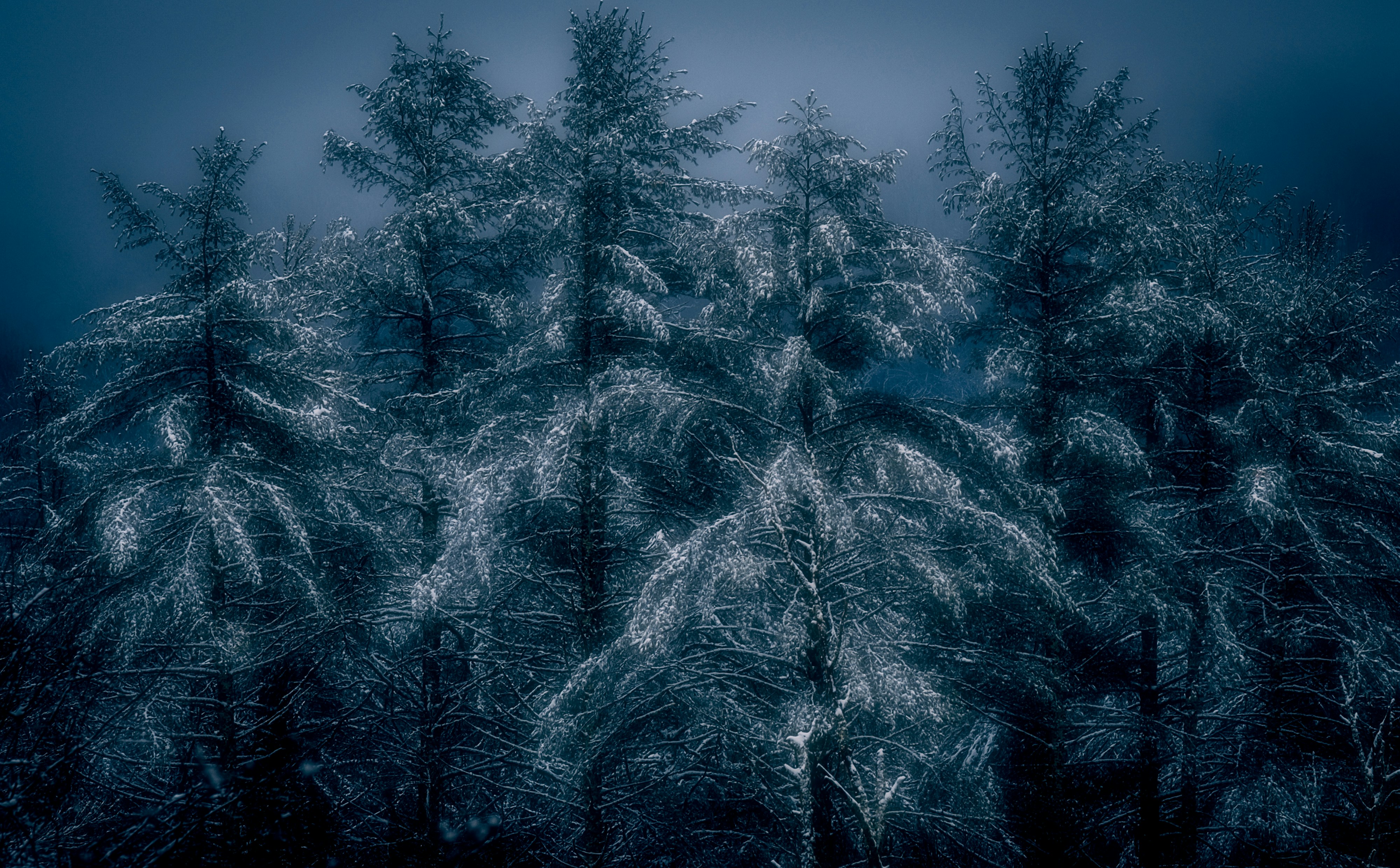 Frost-veiled Pines at Dusk: A Quiet Blue Forest