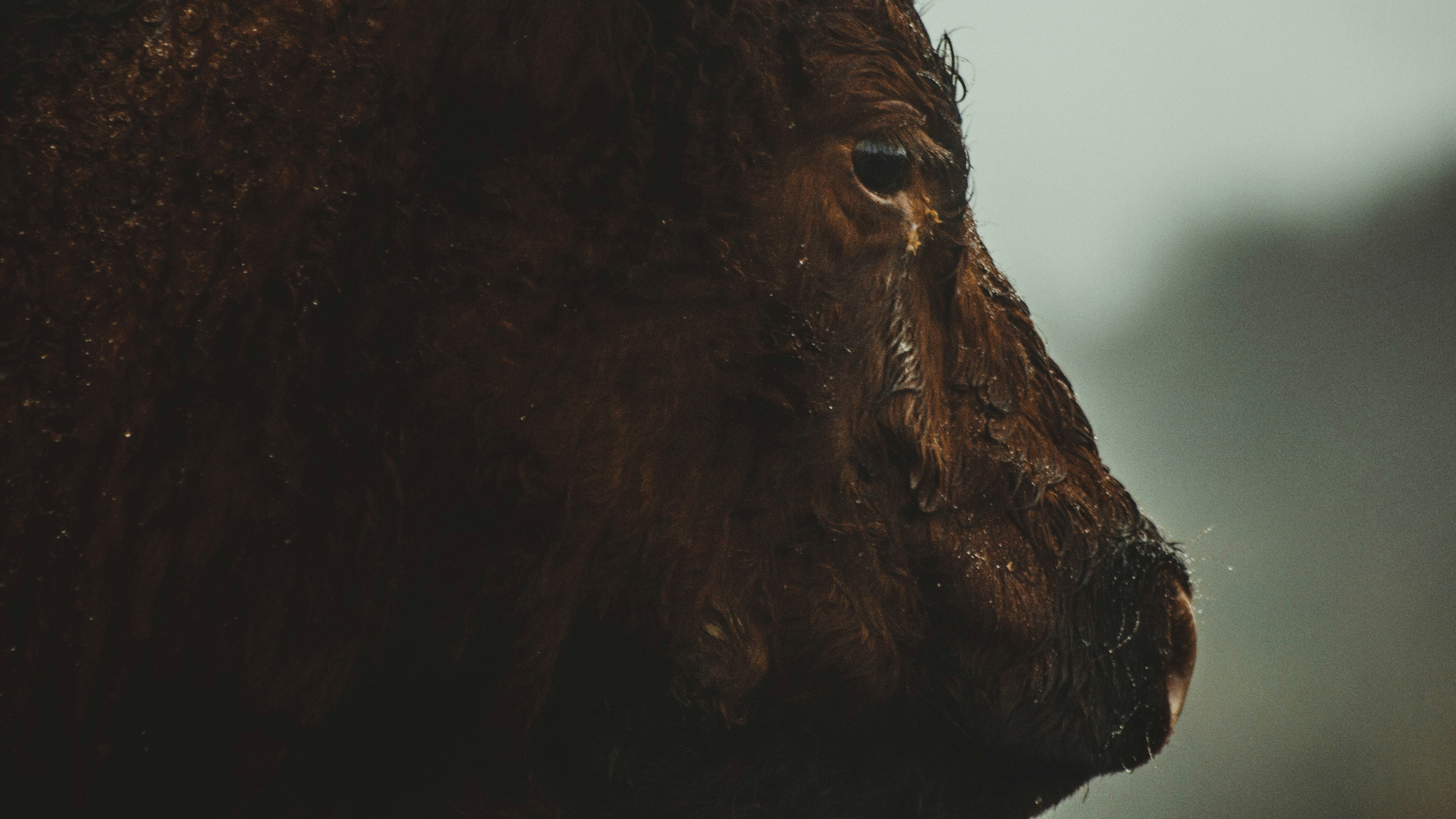 Close-up of a bison's head, showcasing its textured fur and intense gaze amidst a misty backdrop.