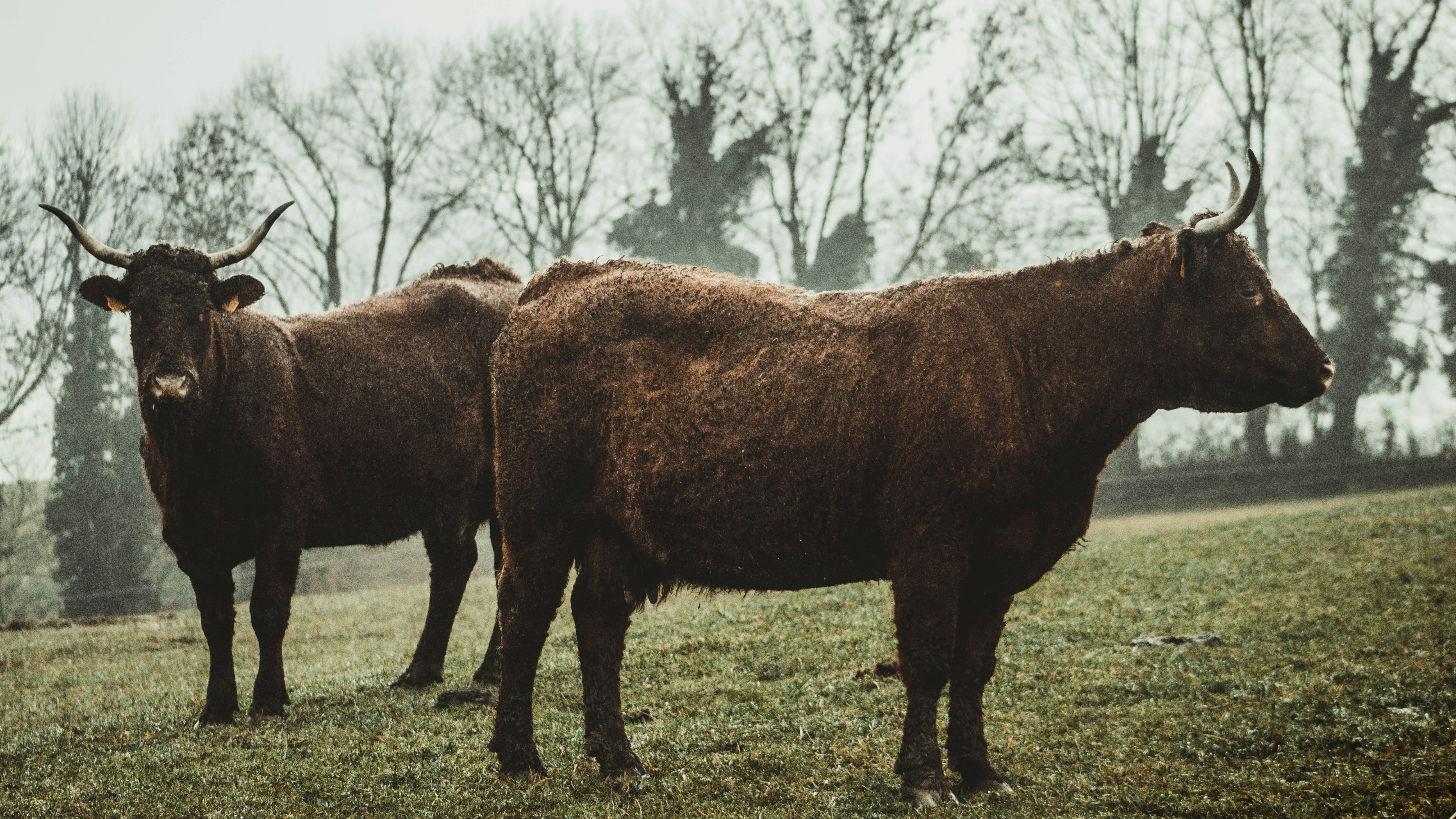 Two brown oxen photo – Free Cow Image on Unsplash