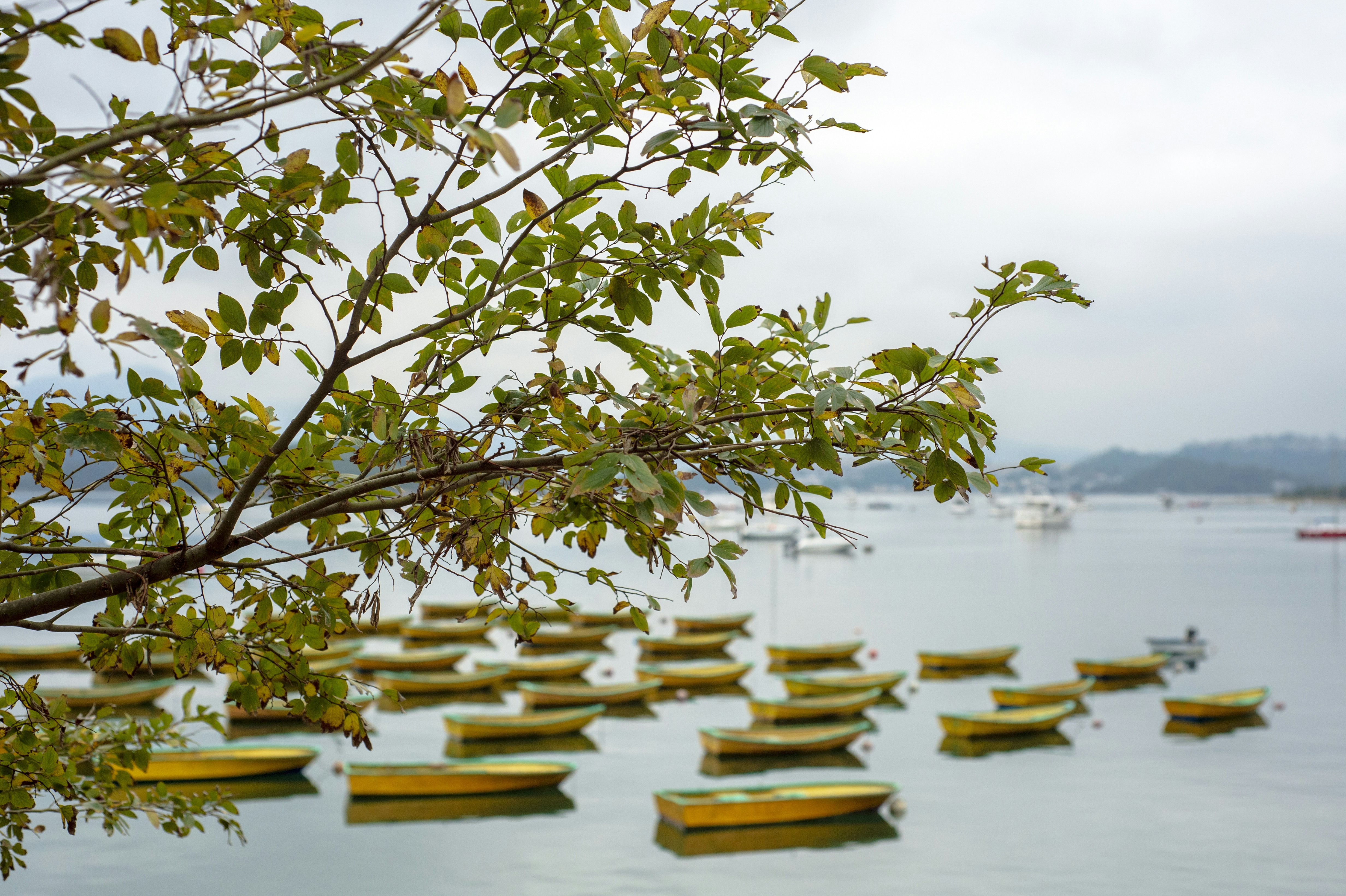 Branches Over Calm Waters: A Fleet of Boats at Dusk