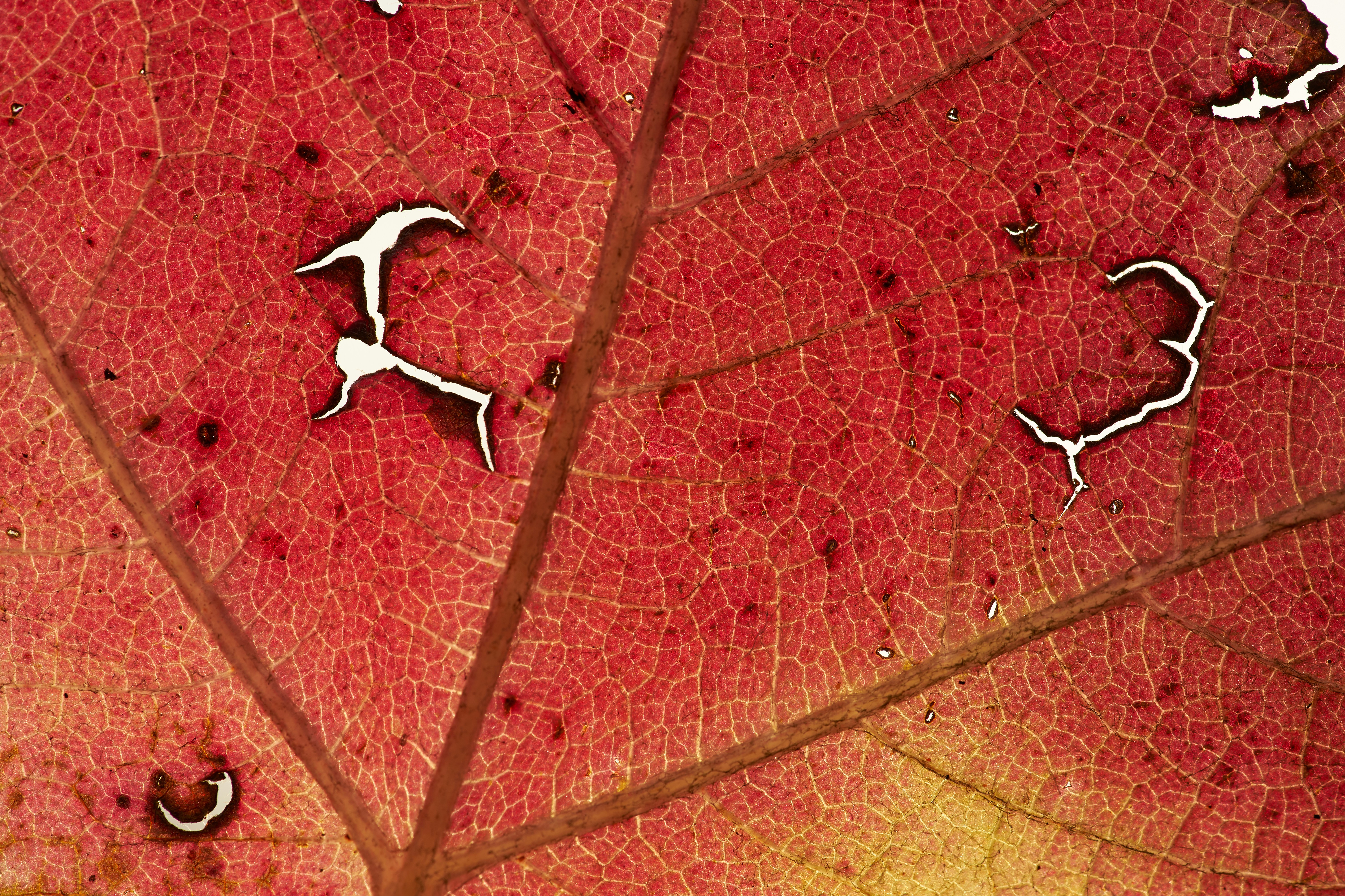 Crimson Vein Mosaic: Macro Portrait of a Leaf