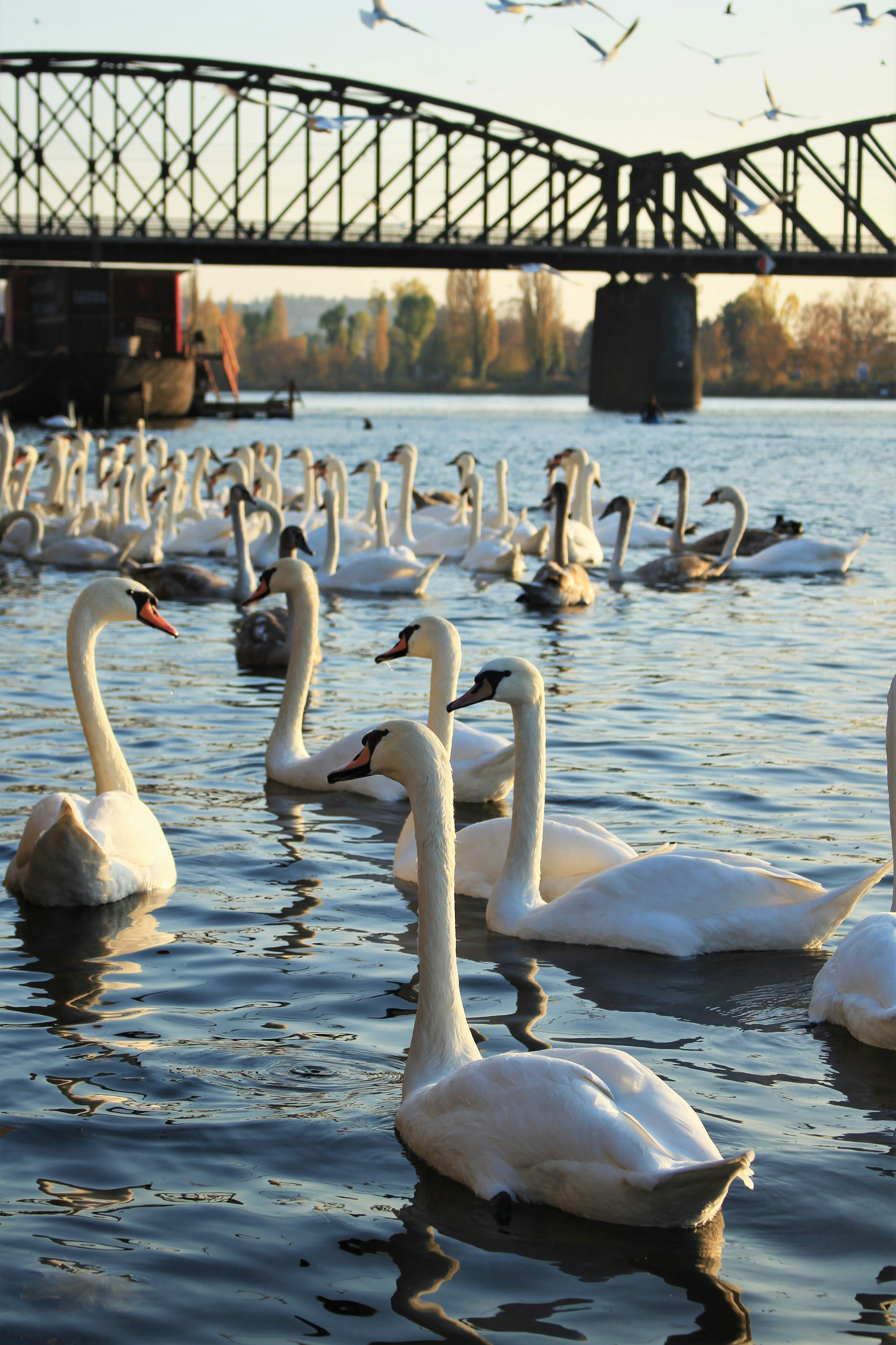 Swan Parade by a Lattice Bridge at Golden Hour