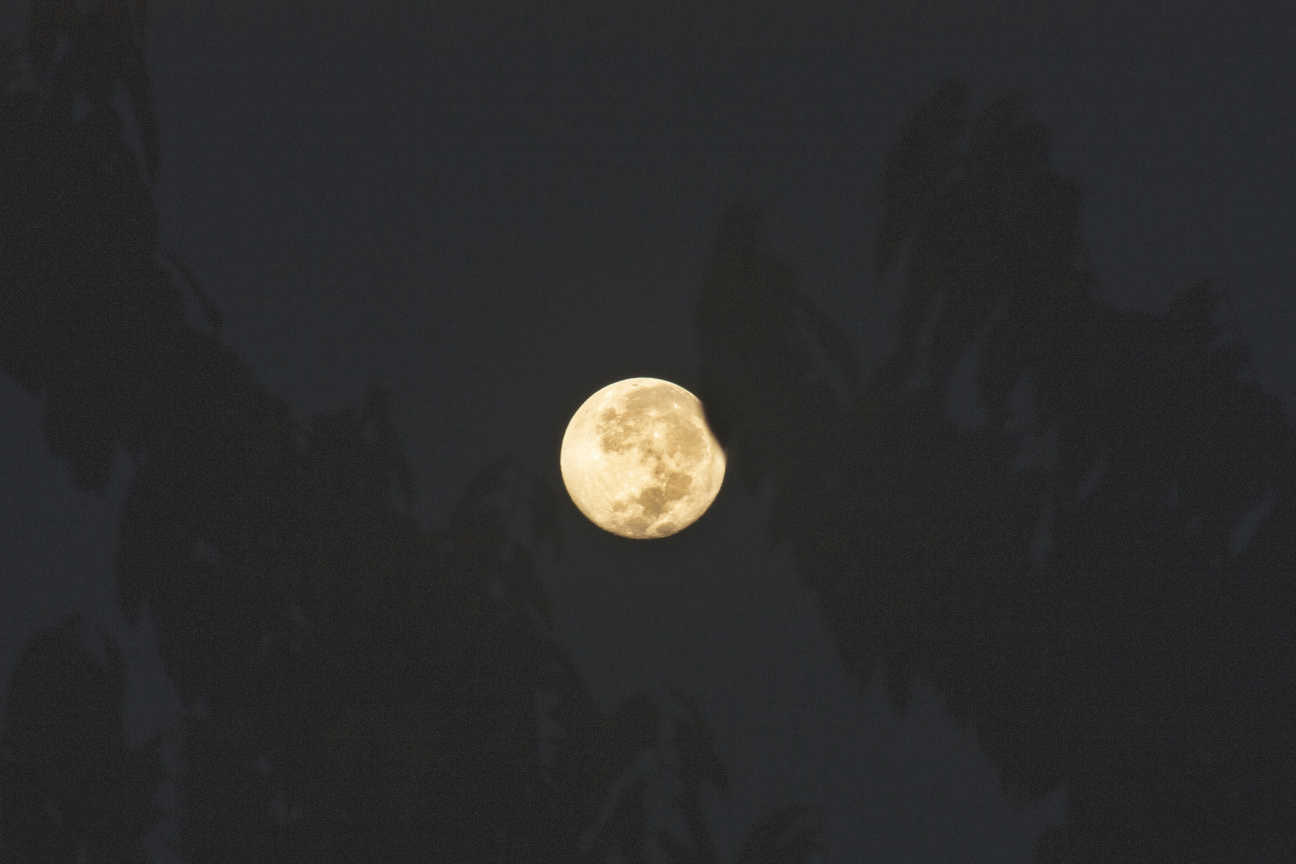 Luna in the Leaves: Moonrise Behind Silent Canopy