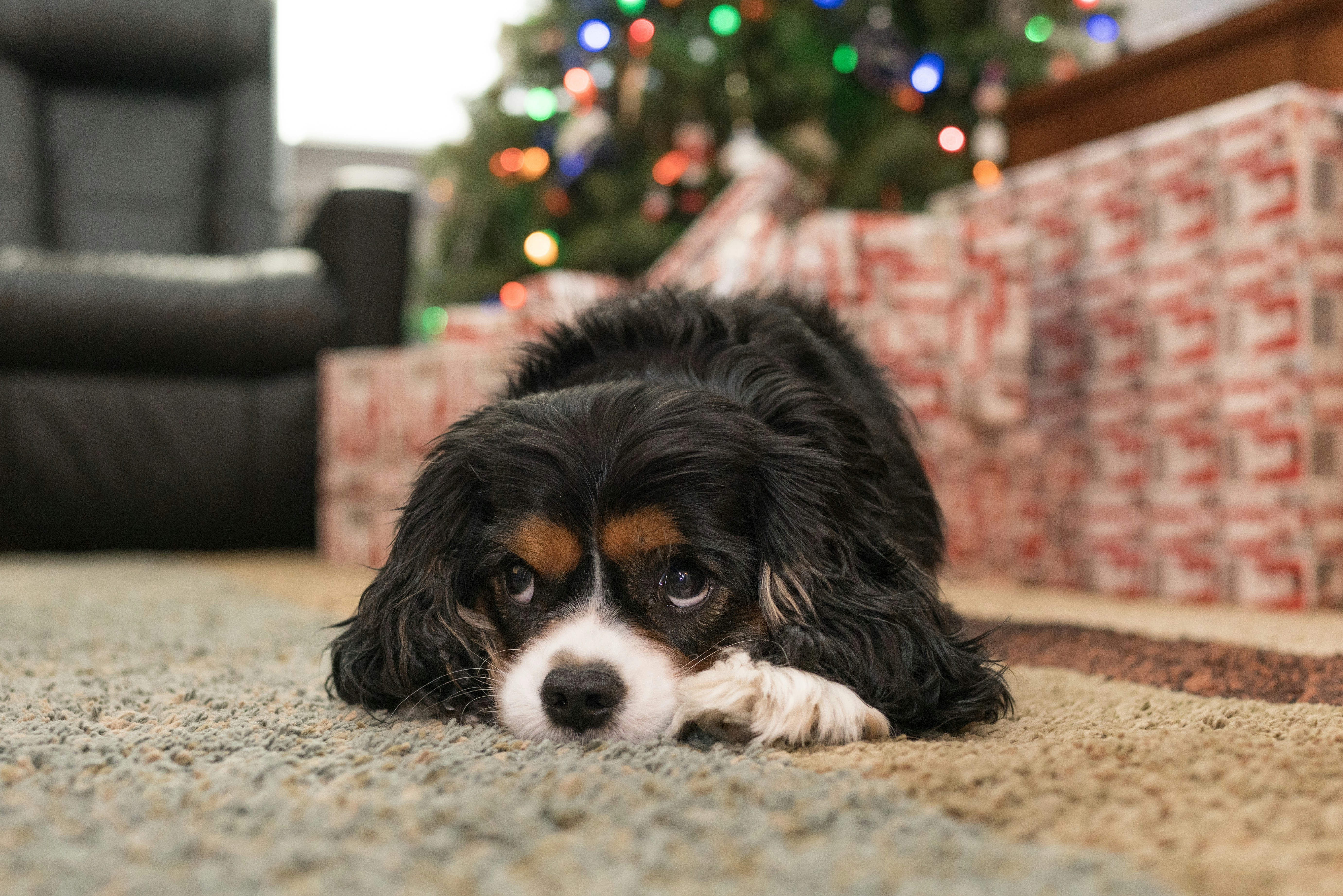 Cavalier King Charles Spaniel resting on a cozy rug in a festive living room, surrounded by wrapped gifts and twinkling lights.