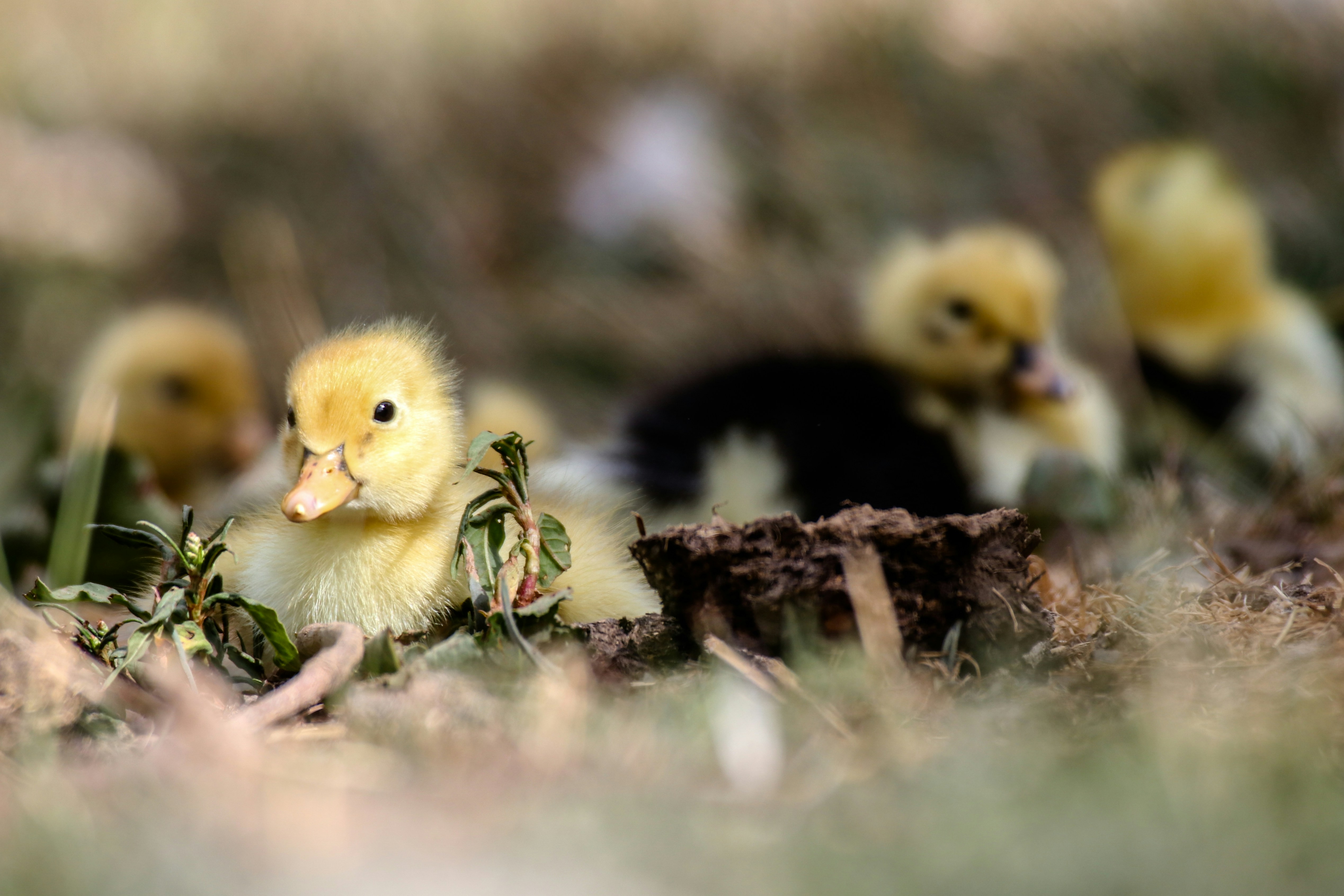 Dawn Chorus: Ducklings Nudge Through Spring Grass