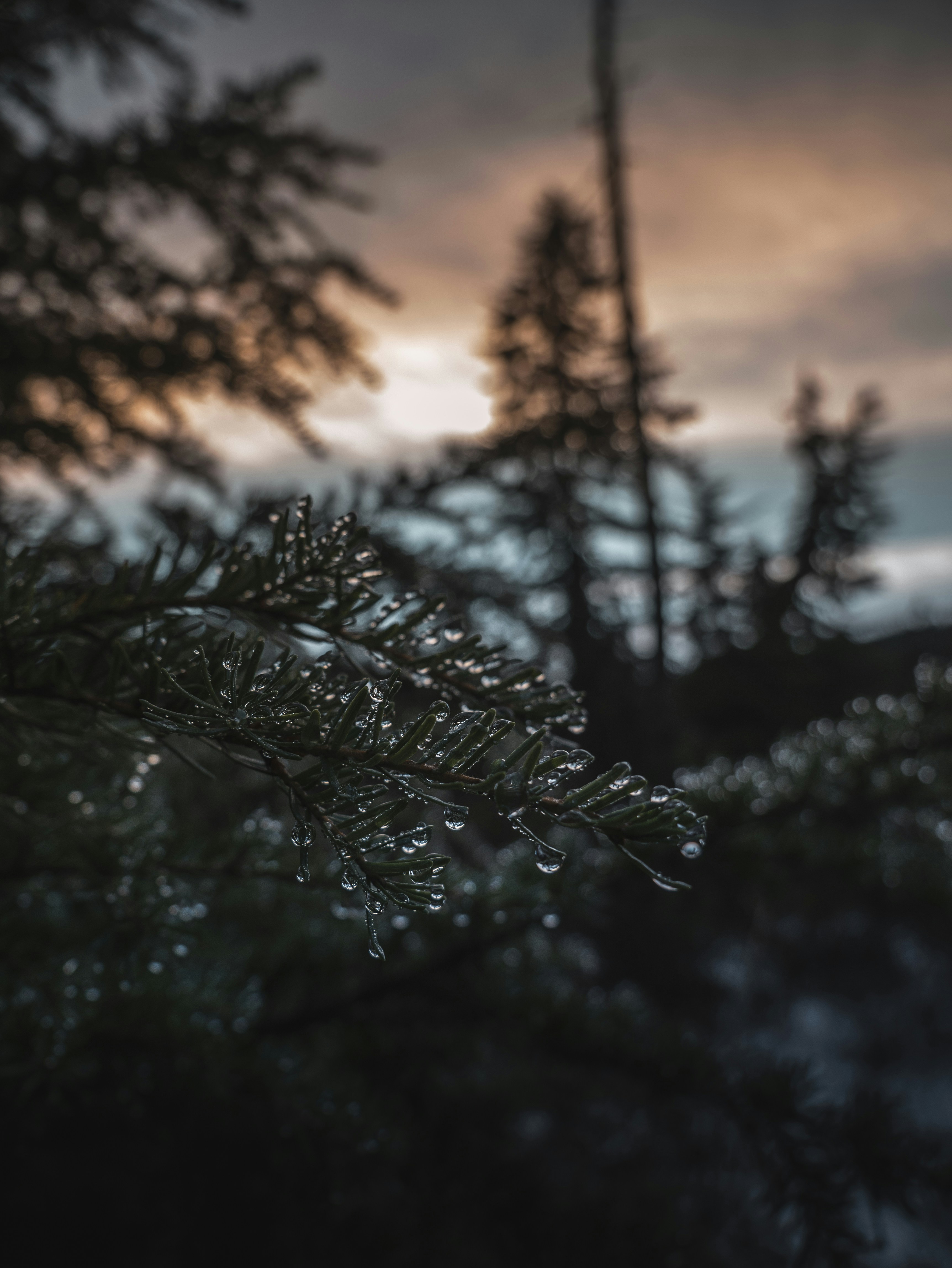 Frosted Pine Needle in Quiet Dawn: Ice Crystals Catch the Last Light