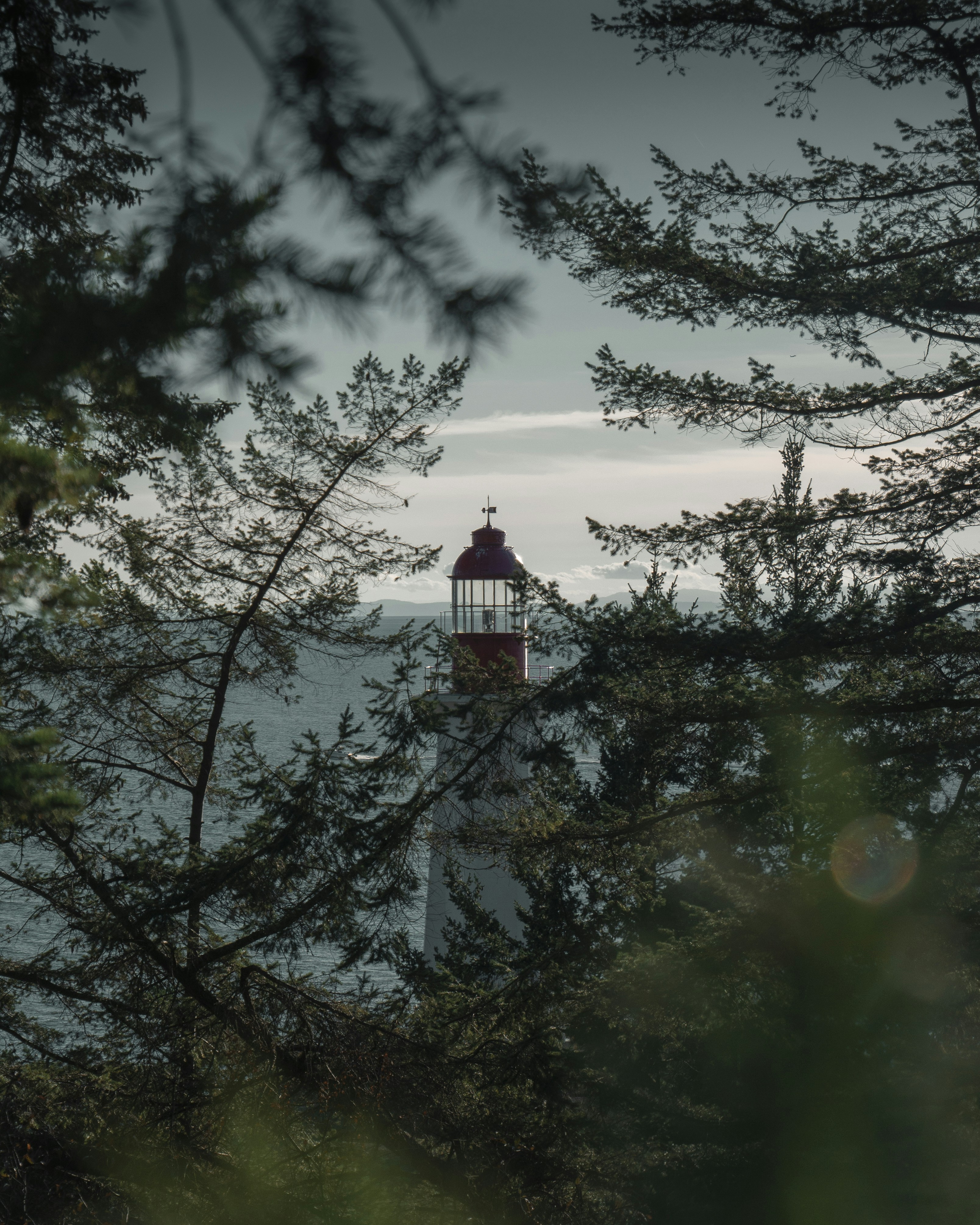Crimson Beacon Behind Pines: A Seaside Lighthouse Framed by Forest Silhouettes