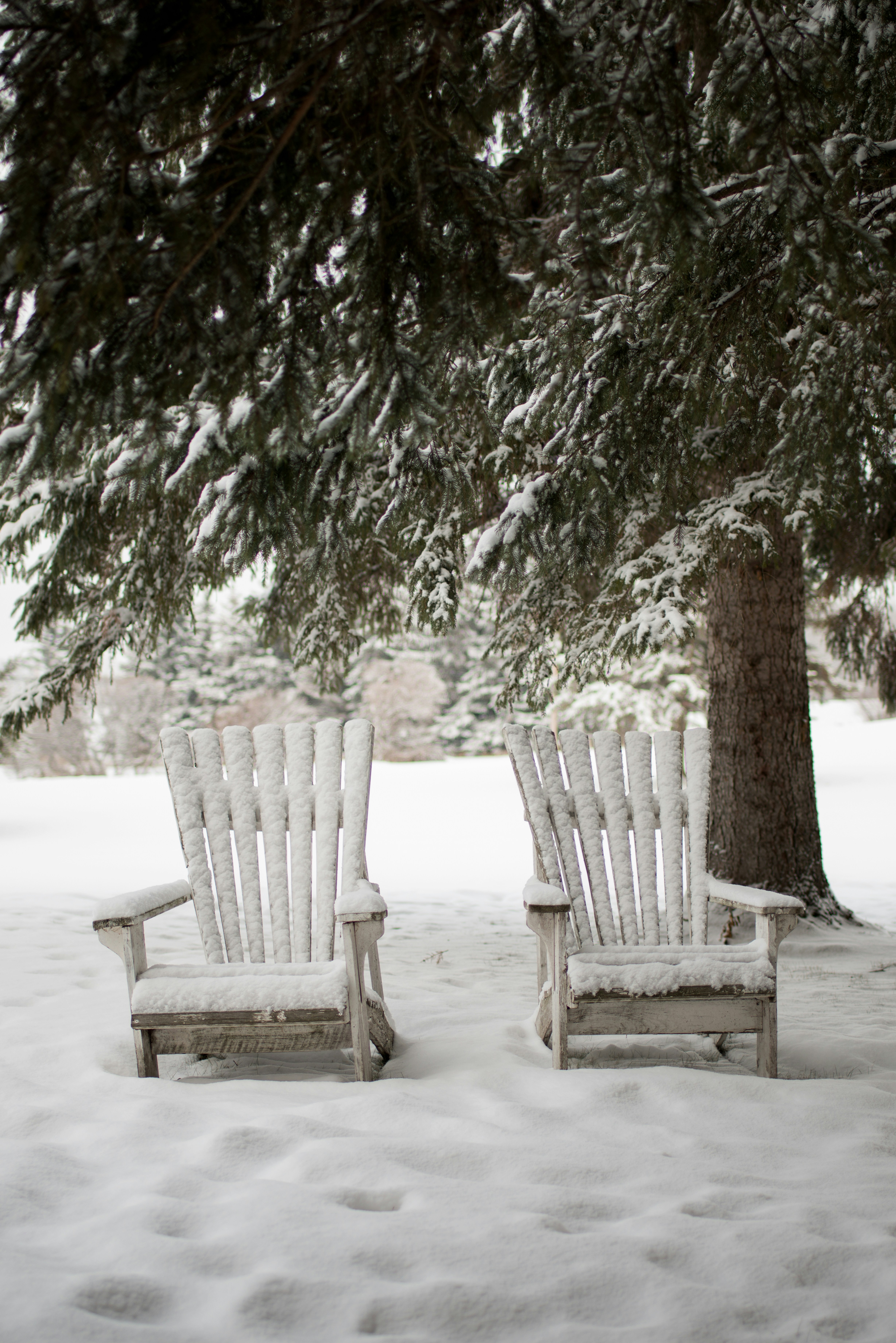 Snowbound Adirondack Chairs under a Wintercanopy