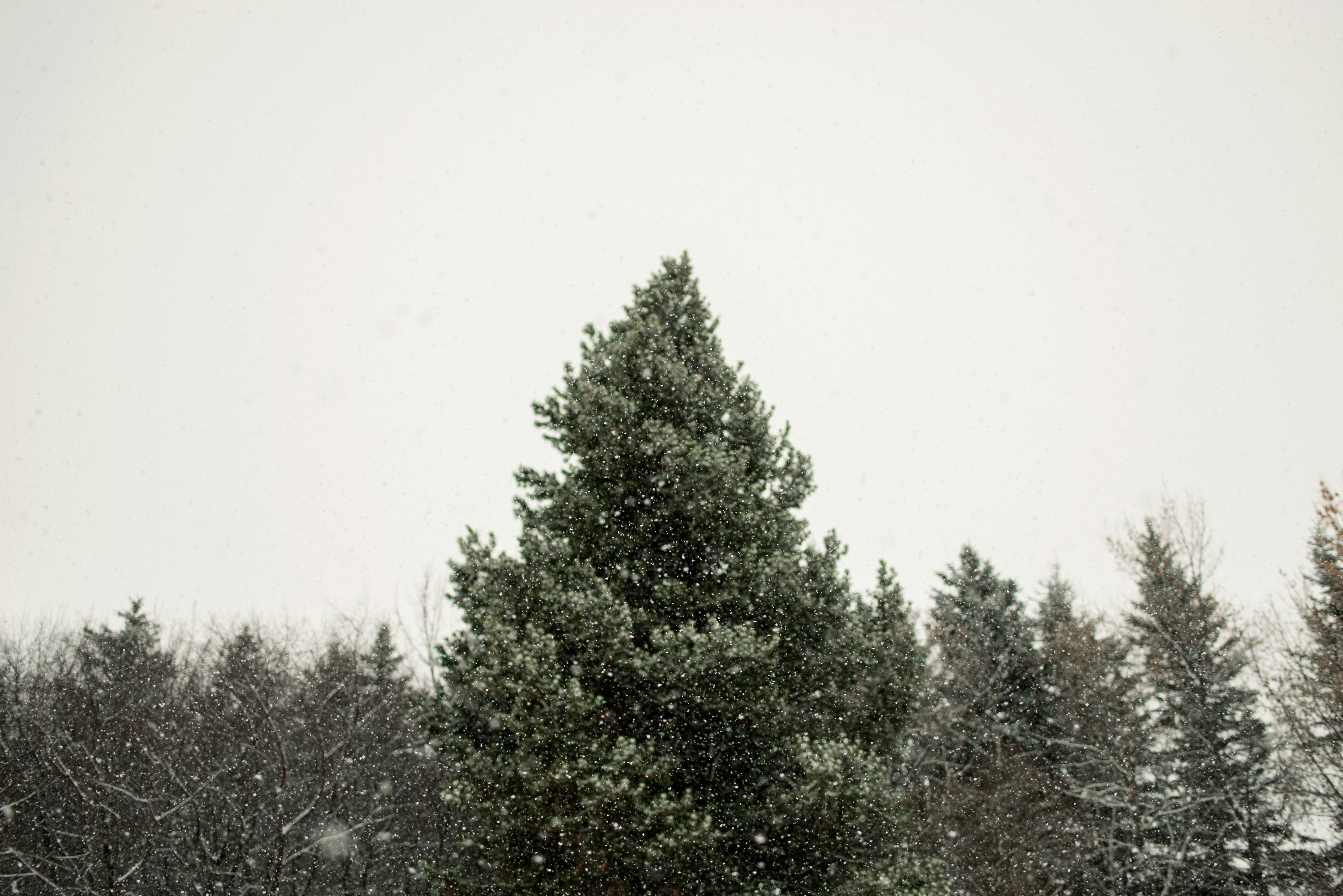 Spruce Tree Pictures | Download Free Images on Unsplash